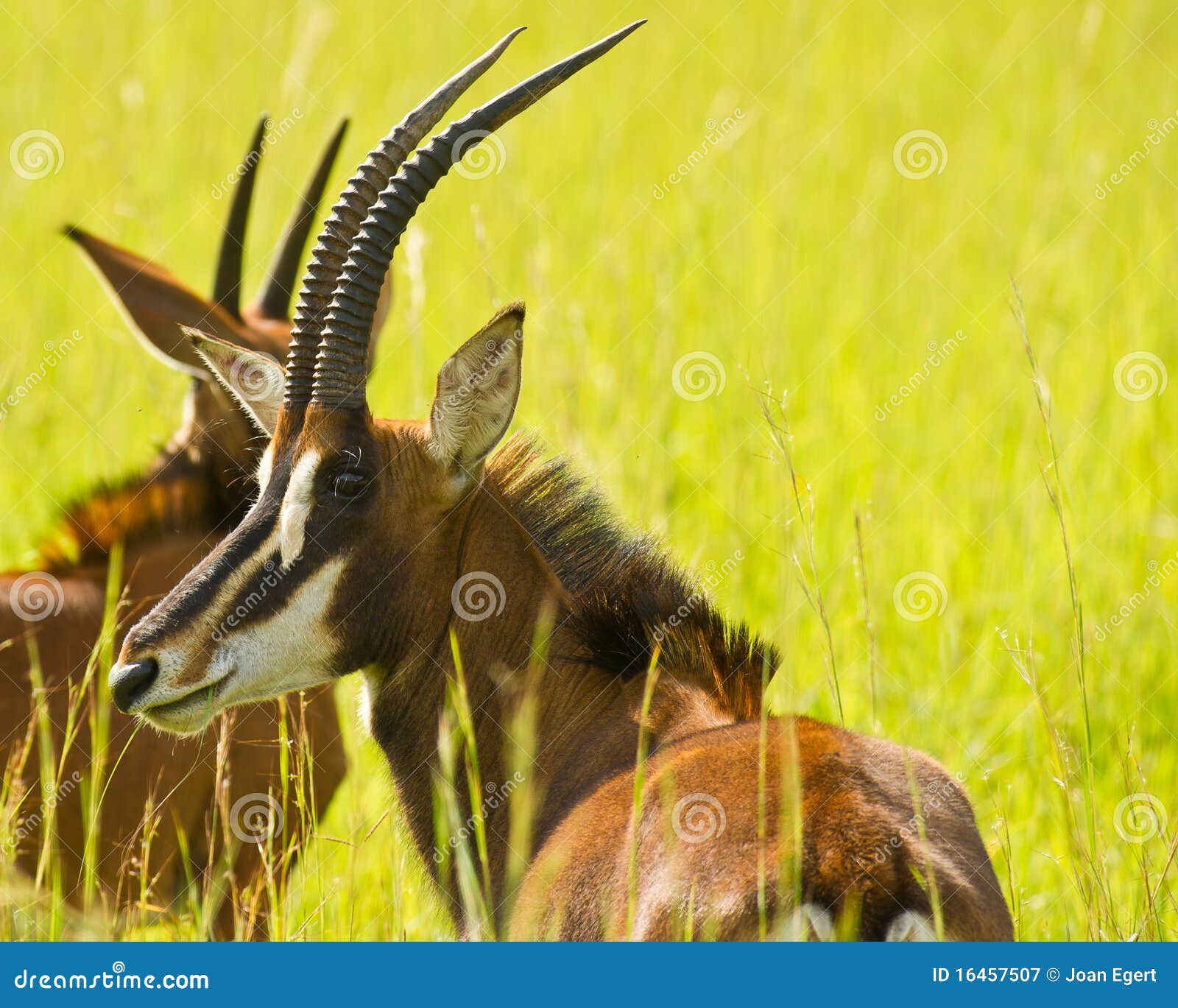 Portrait of a Sable Antelope Stock Image - Image of formed, black: 16457507