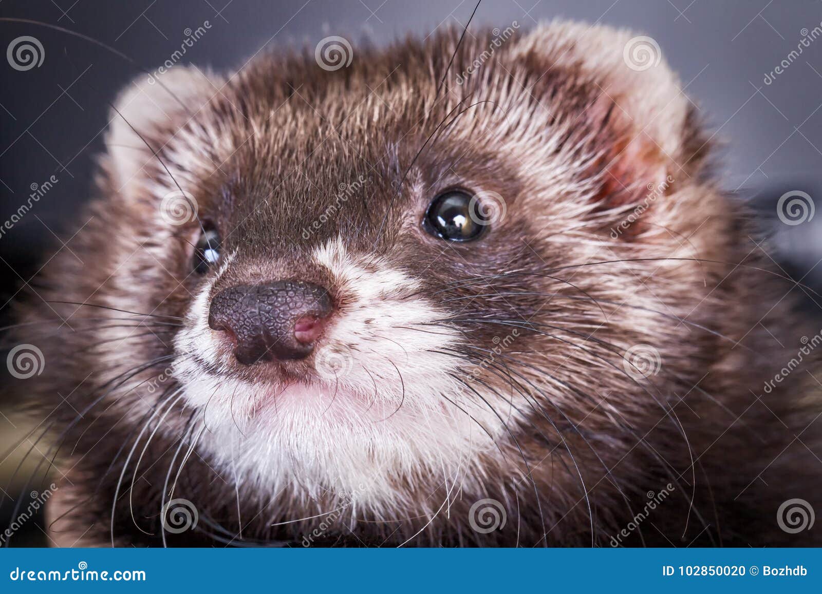 Portrait of sable ferret stock photo. Image of alone - 102850020