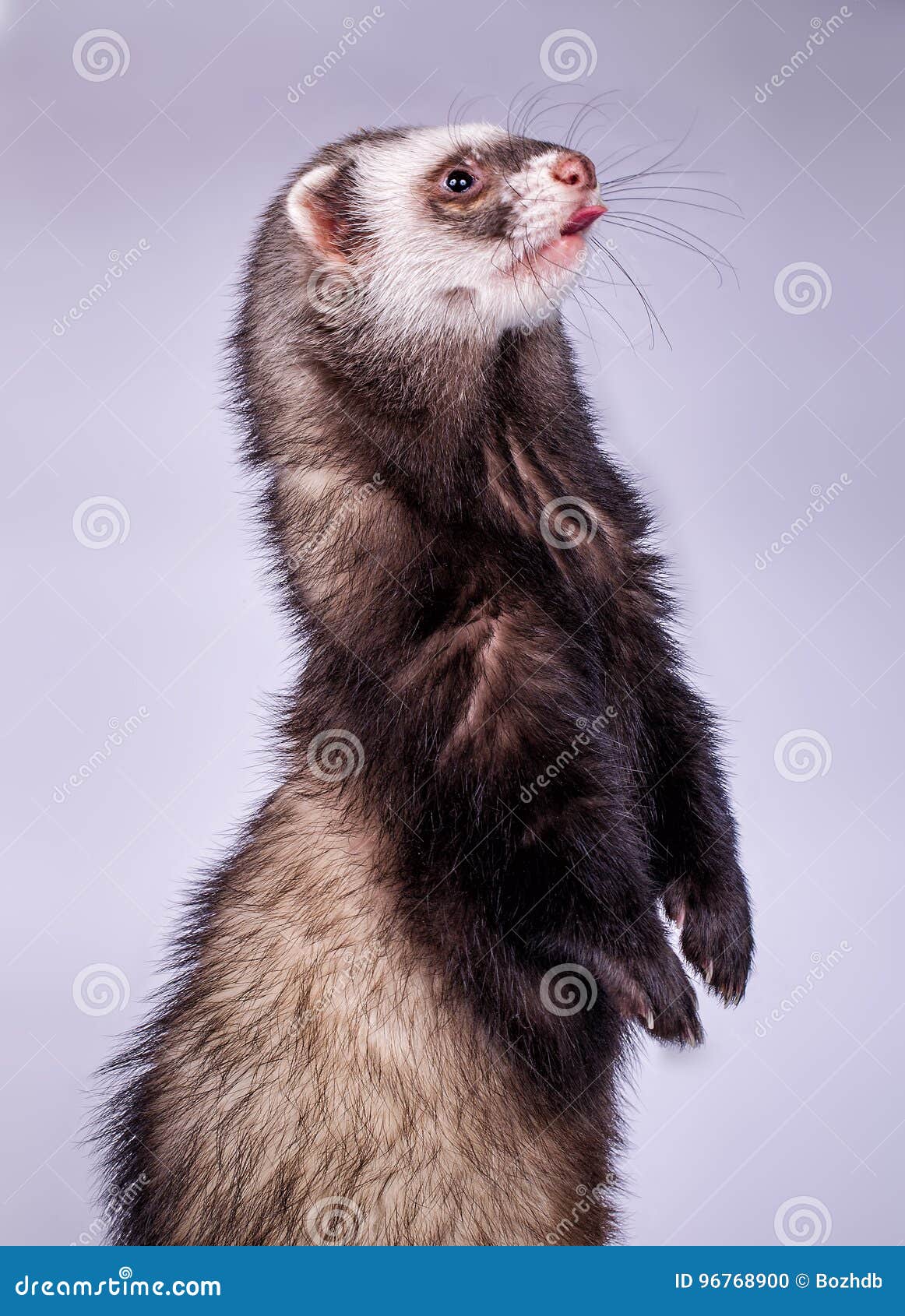 Portrait of sable ferret stock photo. Image of adorable - 96768900