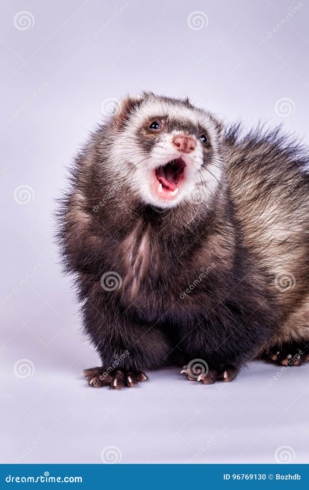 Portrait of sable ferret stock photo. Image of female - 96769130