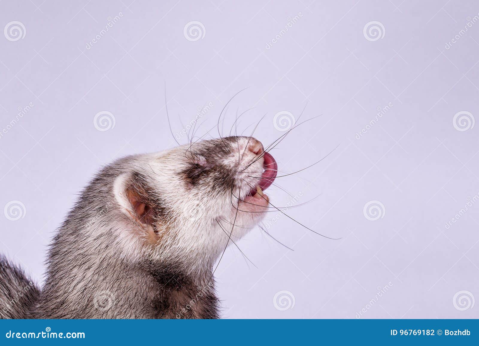 Portrait of sable ferret stock photo. Image of ferret - 96769182