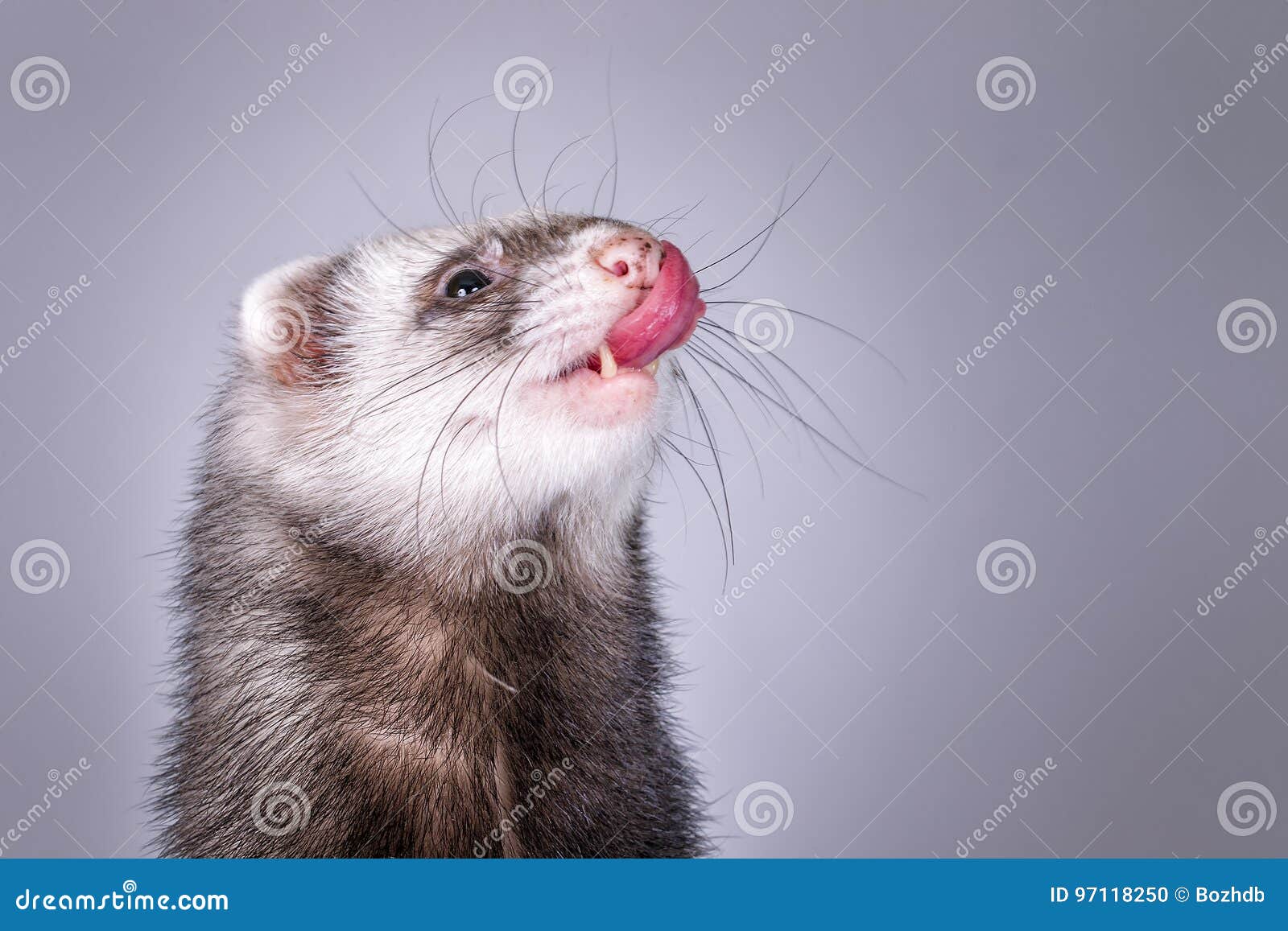 Portrait of sable ferret stock photo. Image of breed - 97118250