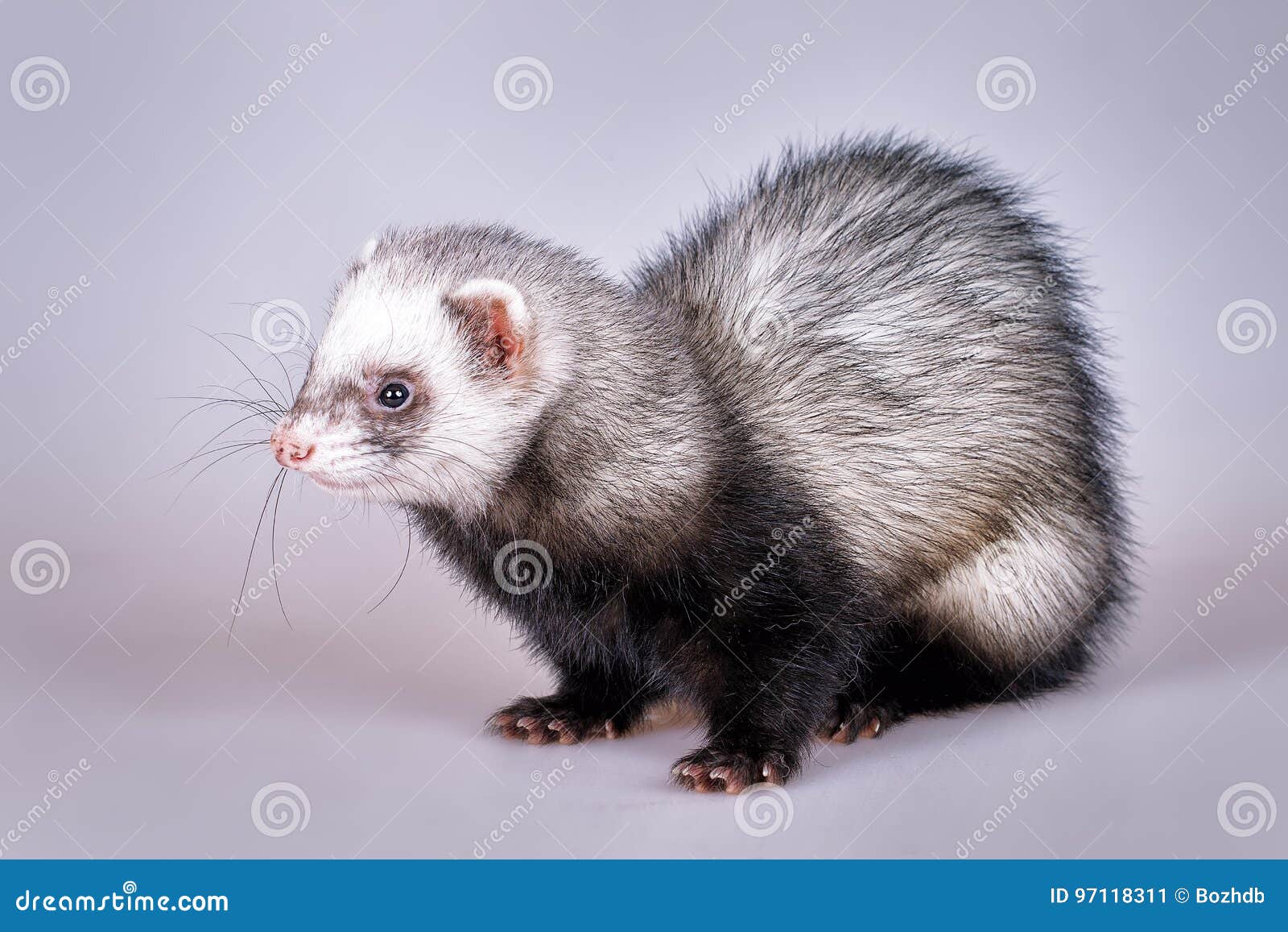 Portrait of sable ferret stock image. Image of female - 97118311