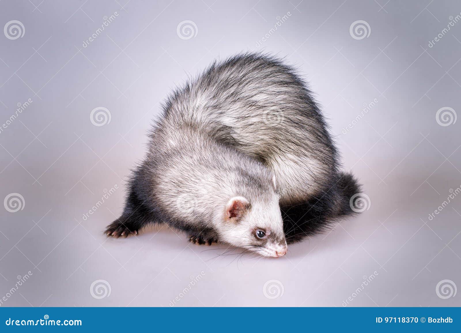 Portrait of sable ferret stock photo. Image of female - 97118370