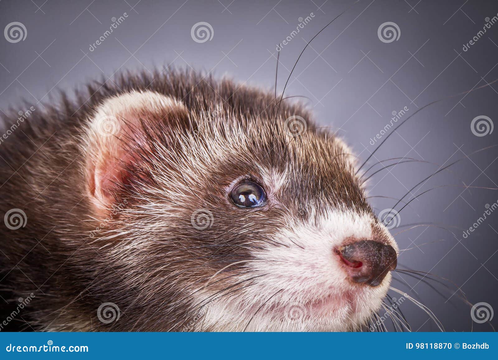 Portrait of sable ferret stock photo. Image of black - 98118870