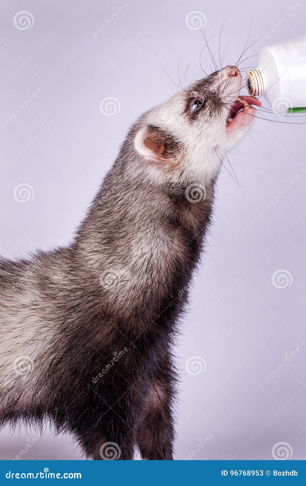 Portrait of Sable Ferret Eating the Vitamine Paste Stock Image - Image ...