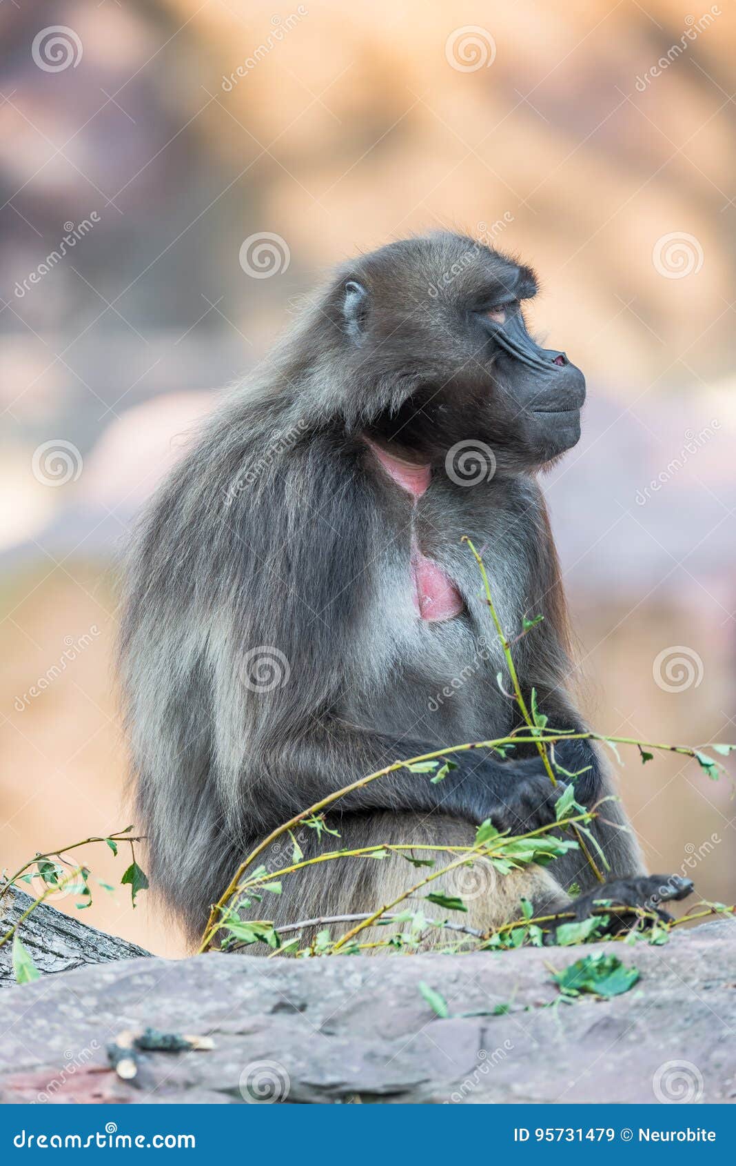Portrait of Sad African Baboon in the Open Resort Stock Image - Image ...