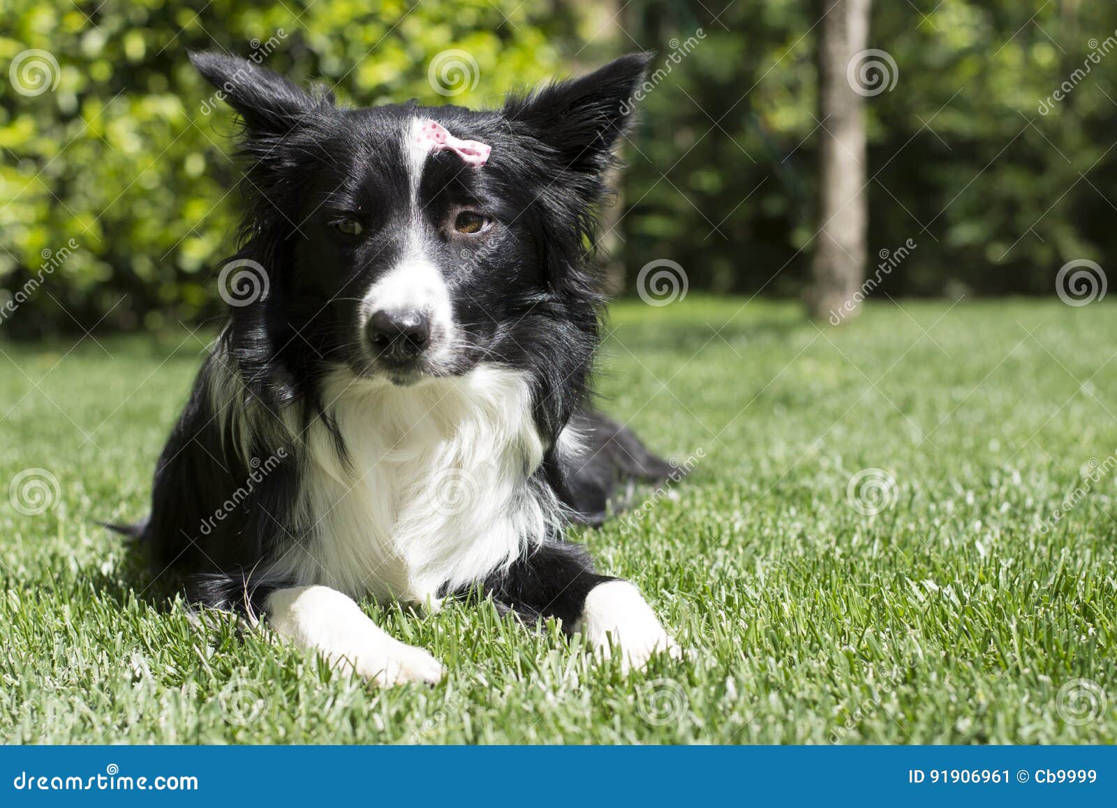 Portrait of a Sad Border Collie Puppy Stock Image - Image of happiness ...