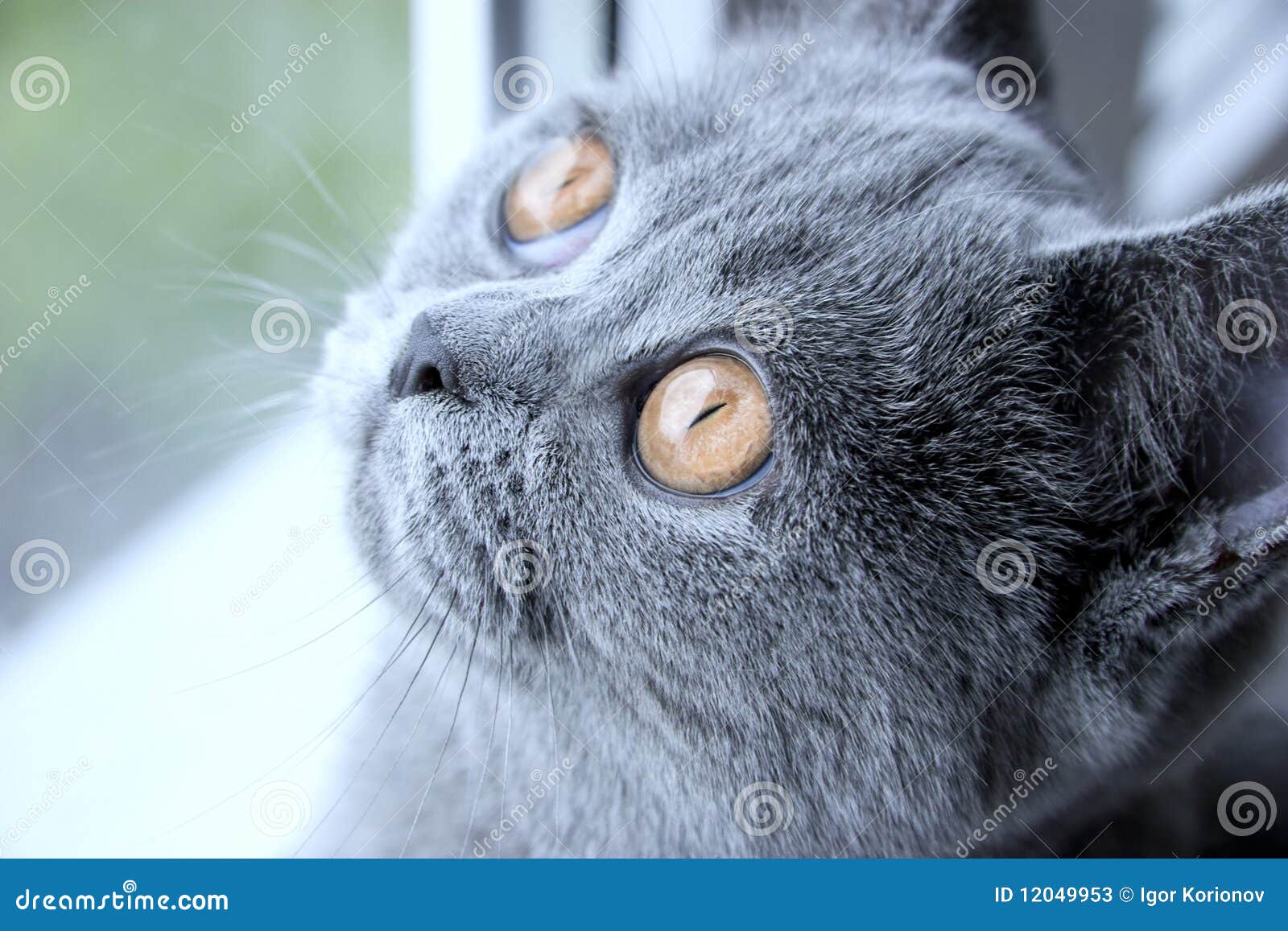 Portrait of Sad British Grey Cat Stock Image - Image of kitten, close ...