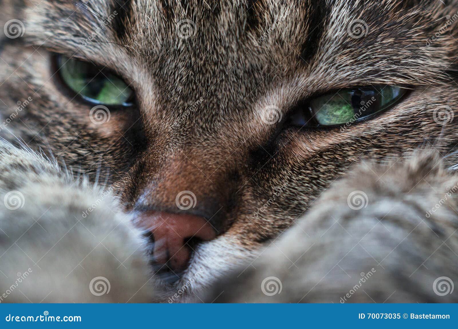 Portrait of a sad cat stock image. Image of sickness - 70073035
