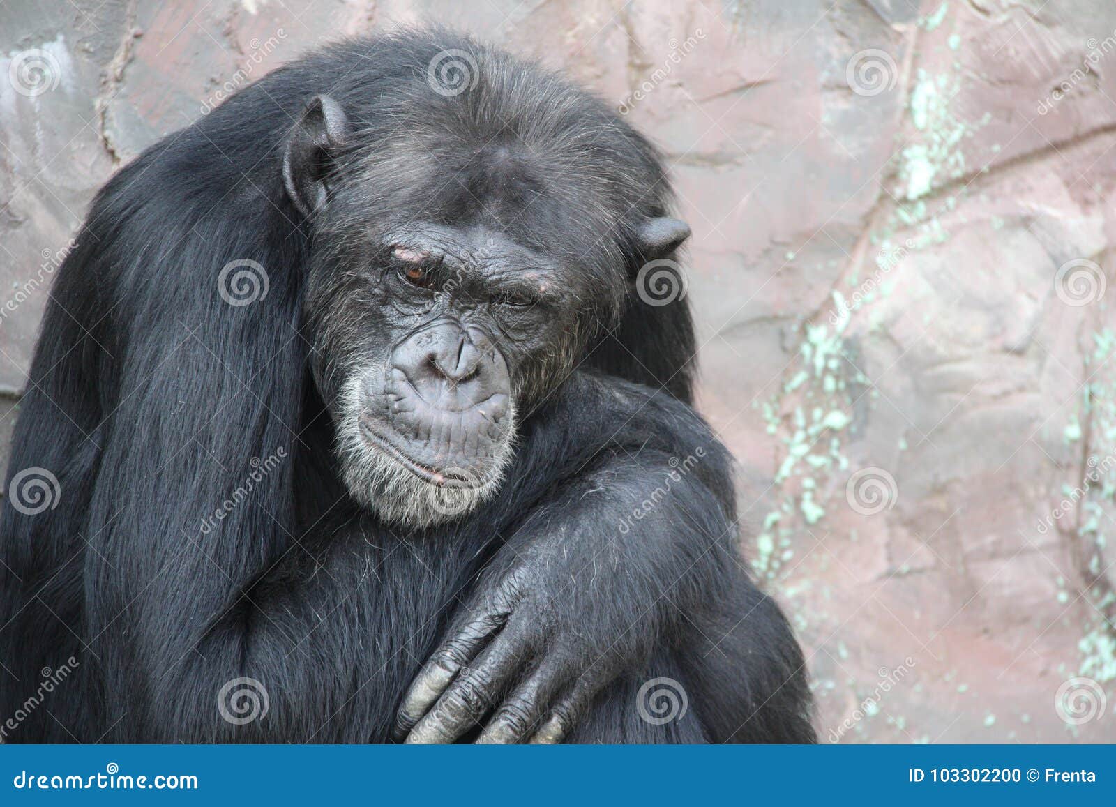 Portrait of a Sad Chimpanzee Stock Photo - Image of fauna, pensive ...