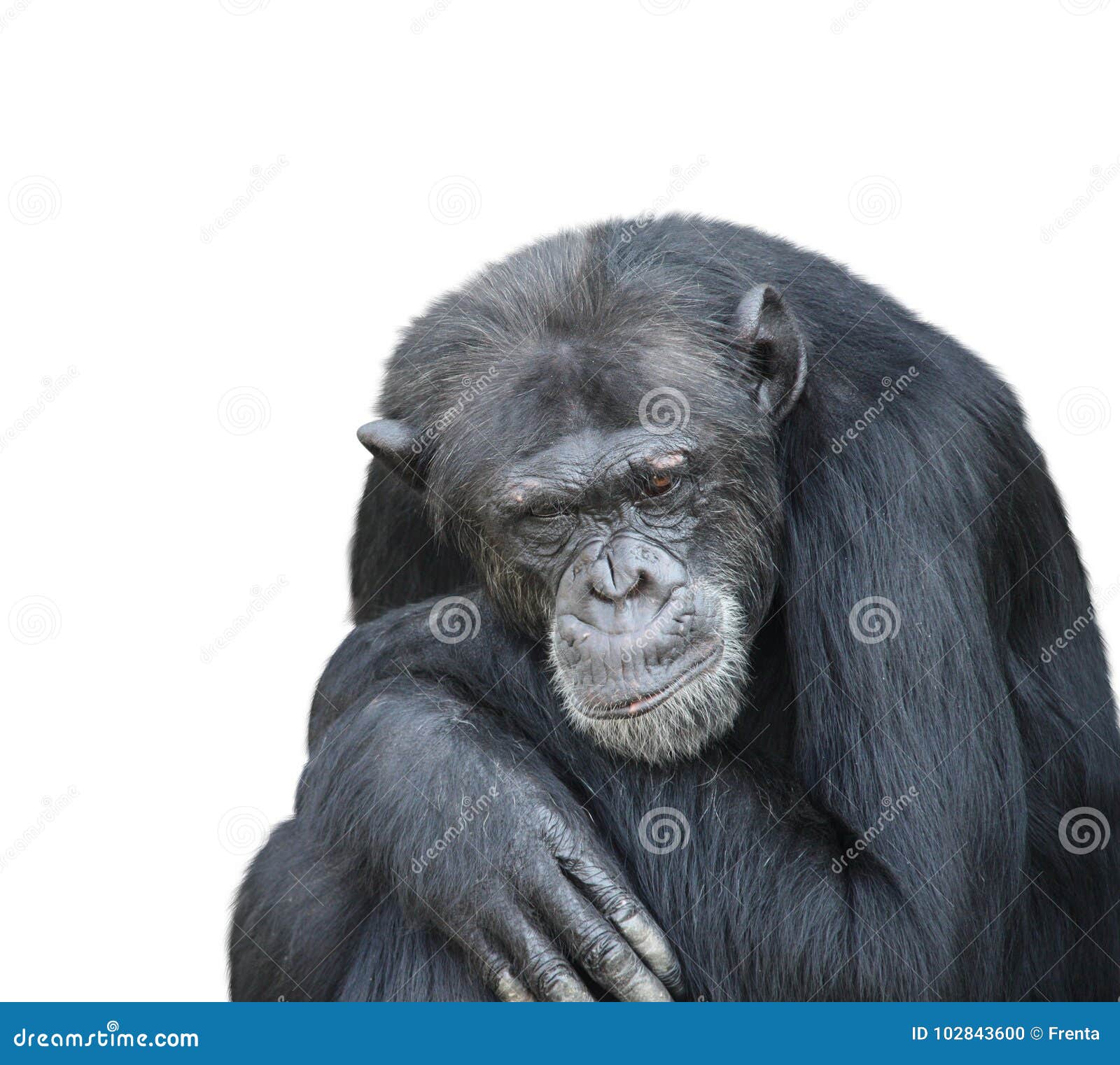 Portrait of a Sad Chimpanzee Stock Photo - Image of looking, mammal ...