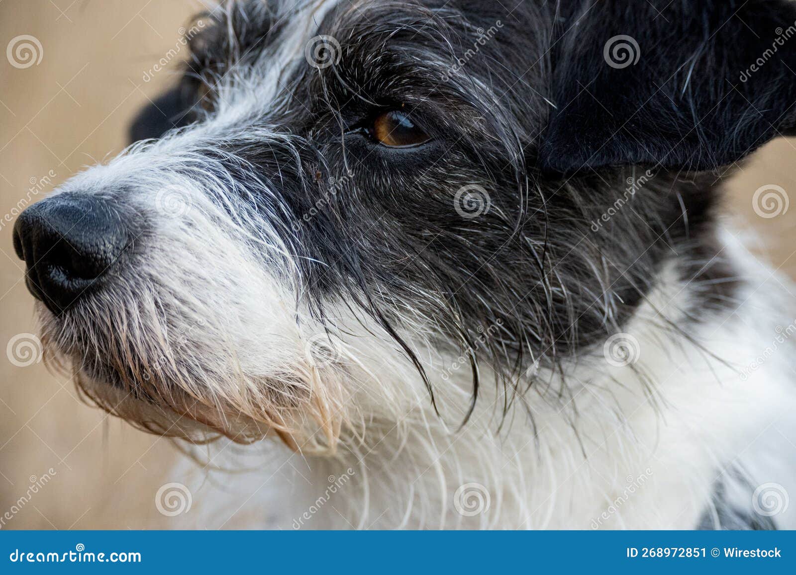 Portrait of a Sad Jack Russell Terrier Dog Stock Image - Image of ...