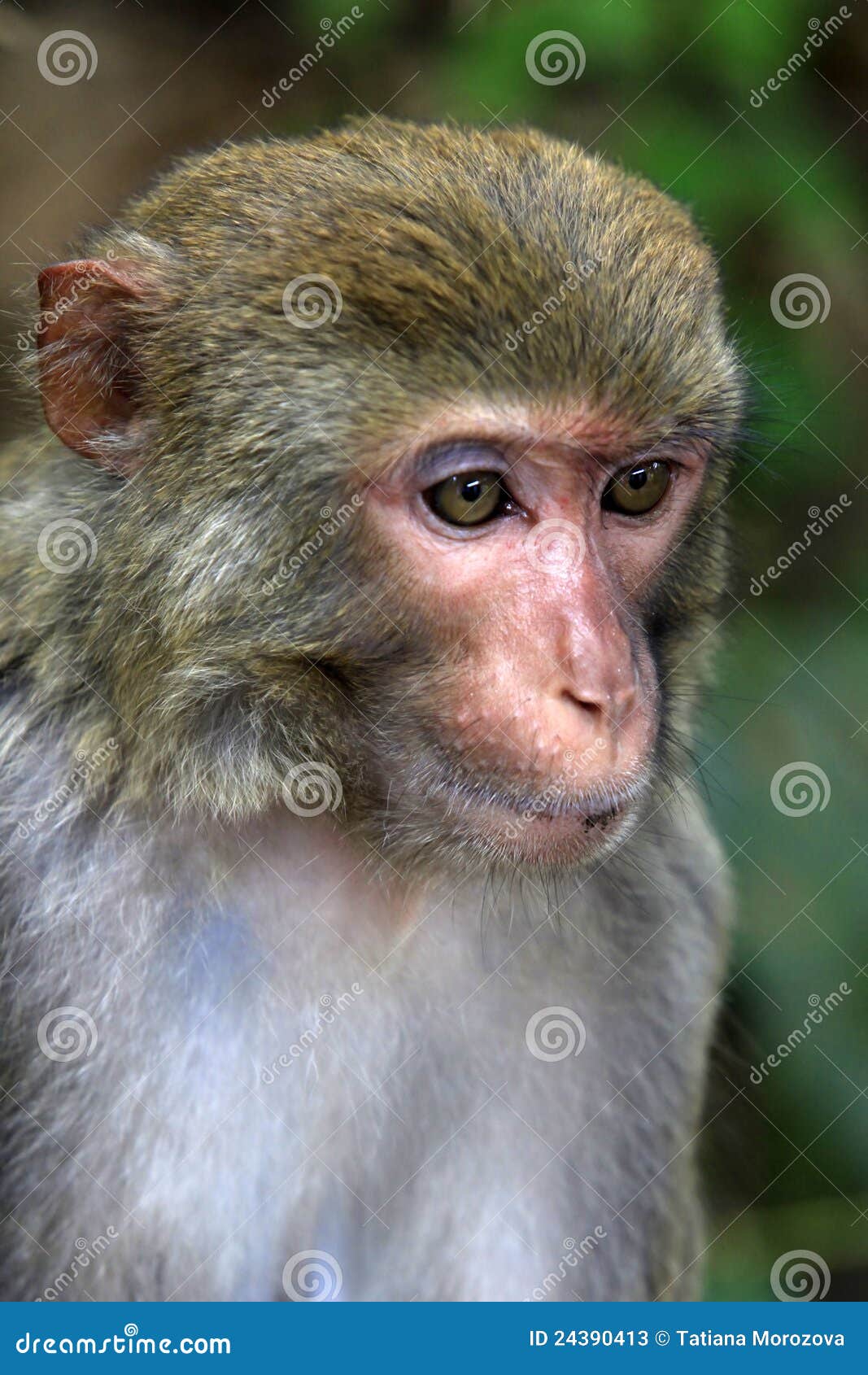 Portrait of the sad monkey stock image. Image of wildlife - 24390413