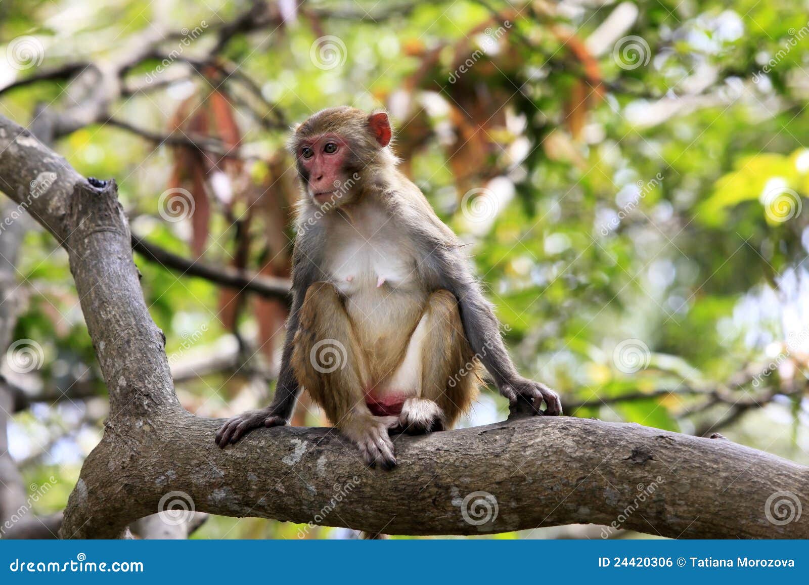 Portrait of the Sad Monkey. Stock Photo - Image of china, full: 24420306