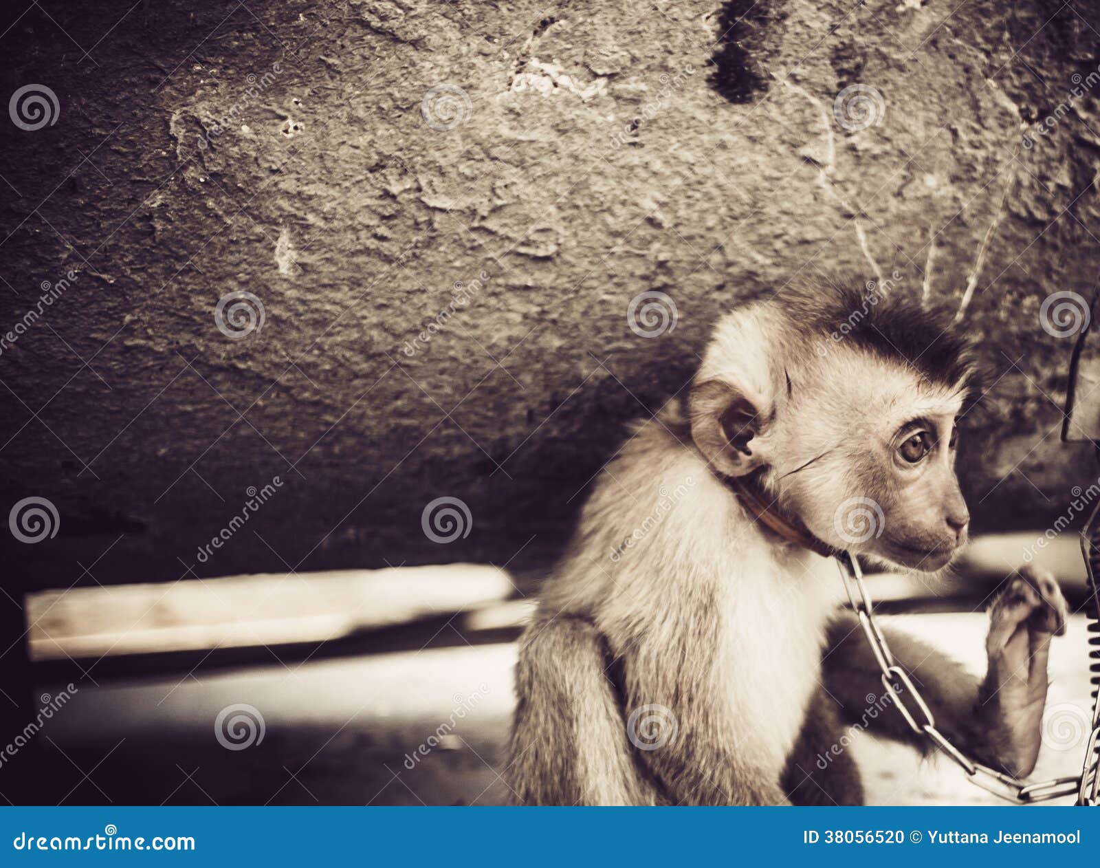Portrait of the sad monkey stock photo. Image of monkey - 38056520