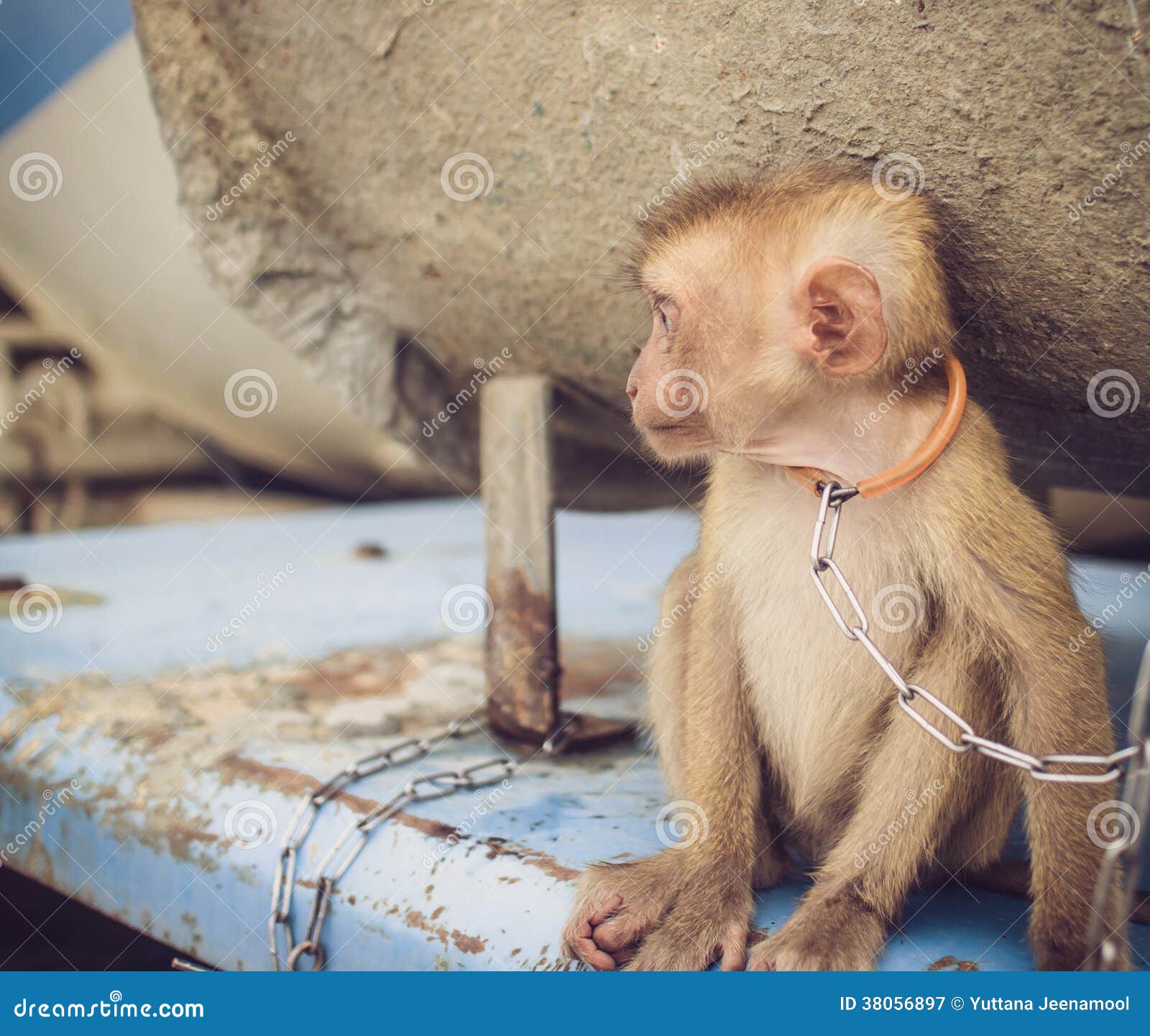 Portrait of the sad monkey stock image. Image of full - 38056897