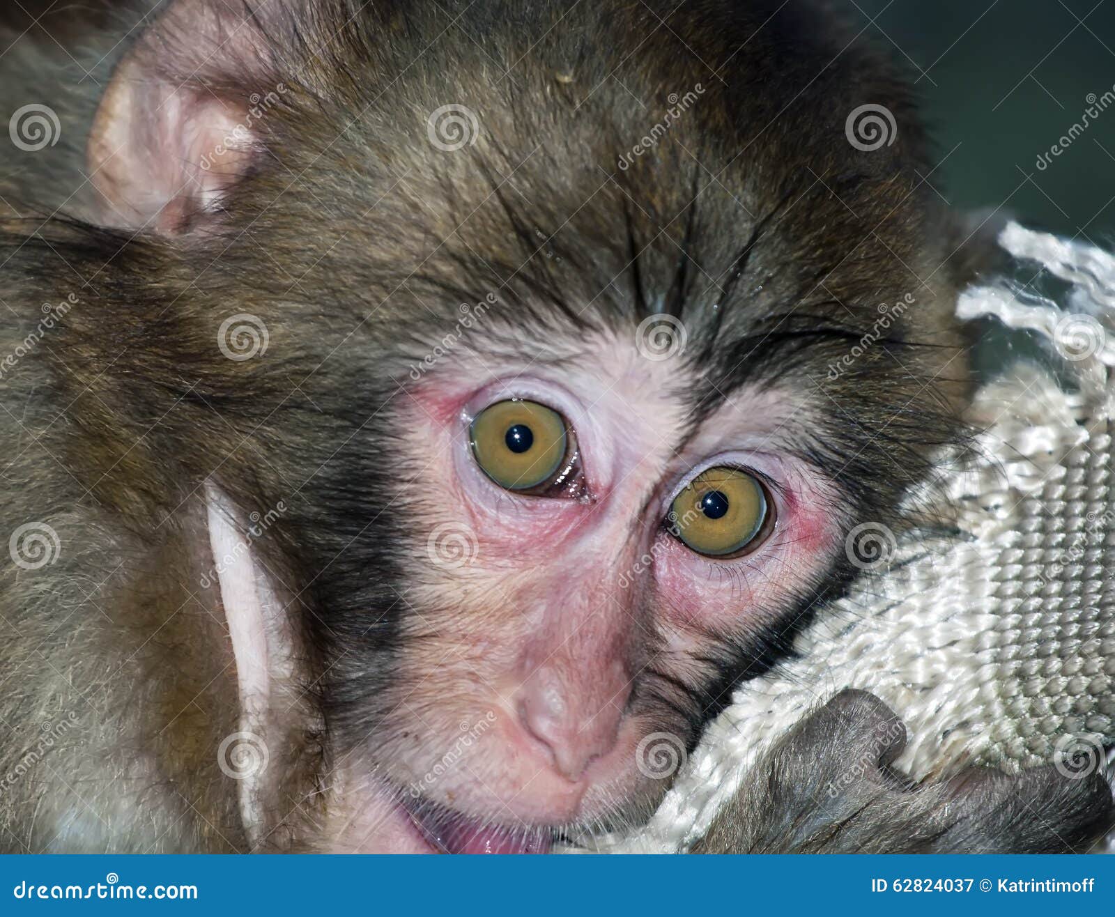 Portrait of Sad Monkey with Bright Yellow Eyes Looking in Camera. Stock ...