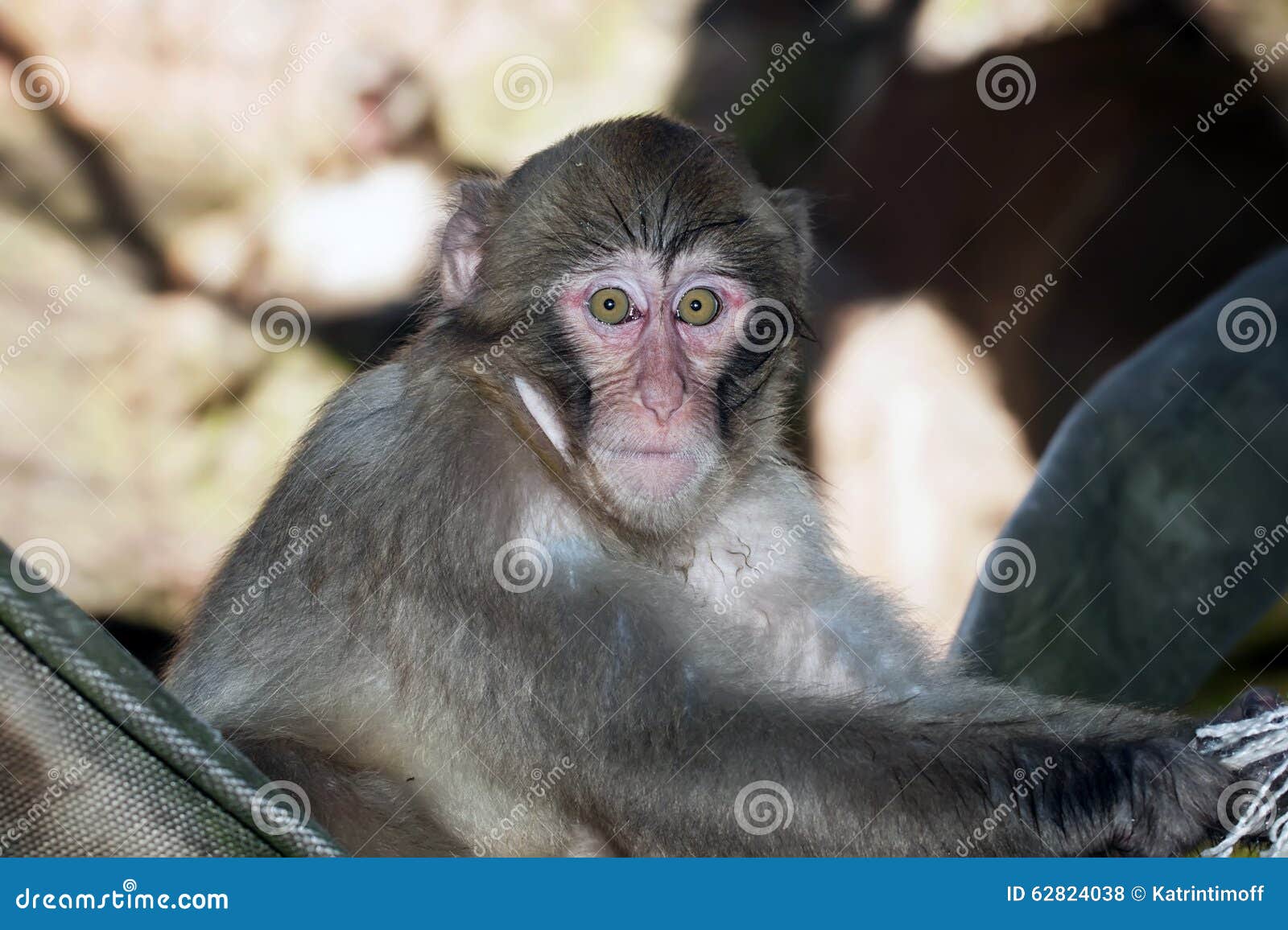 Portrait of Sad Monkey with Bright Yellow Eyes Looking in Camera. Stock ...