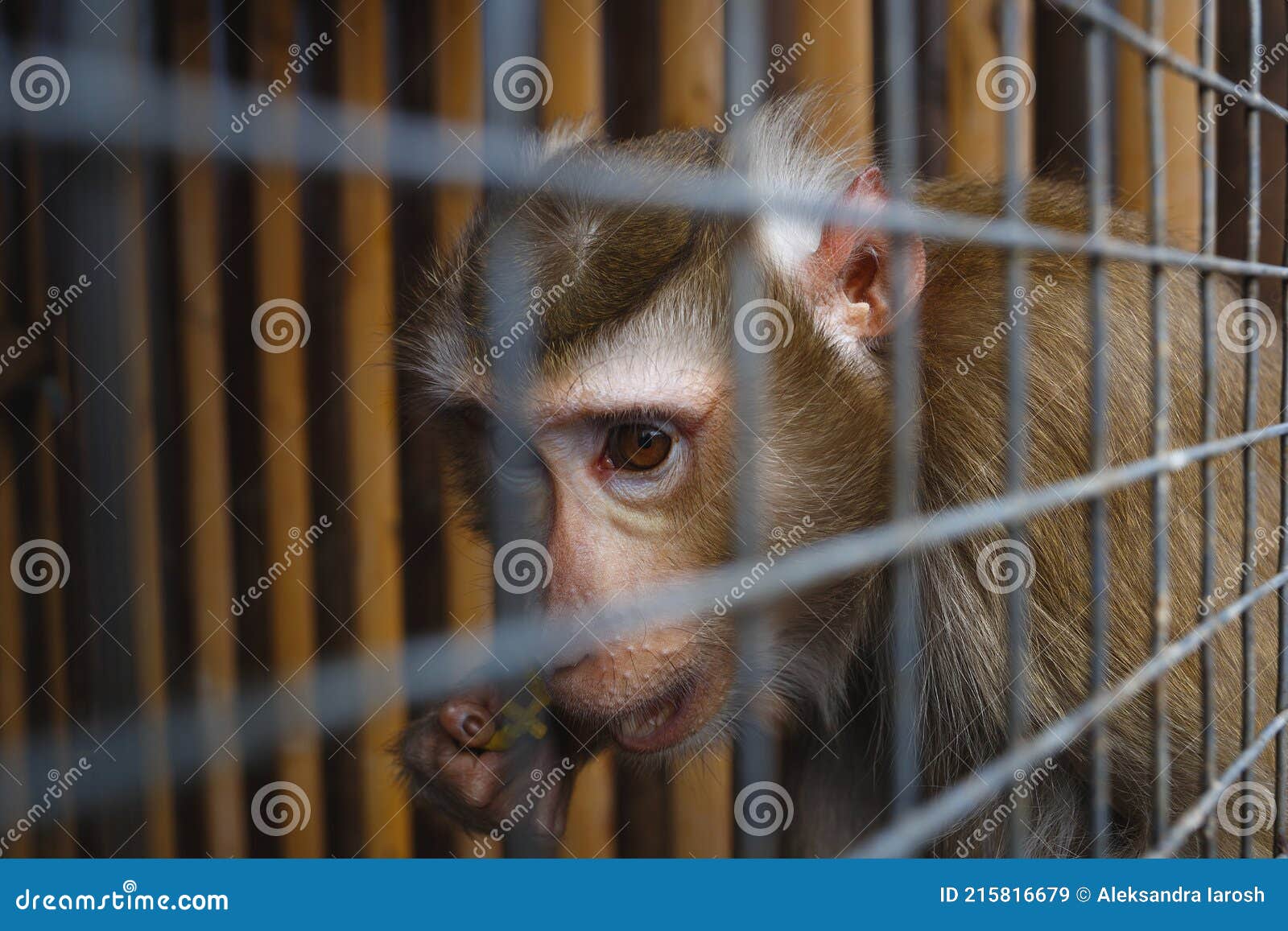 Portrait of a Sad Monkey in a Cage Stock Image - Image of sadness, cage ...