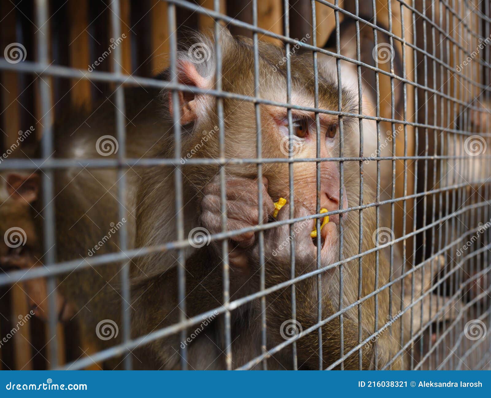Portrait of a Sad Monkey in a Cage Stock Image - Image of torture ...
