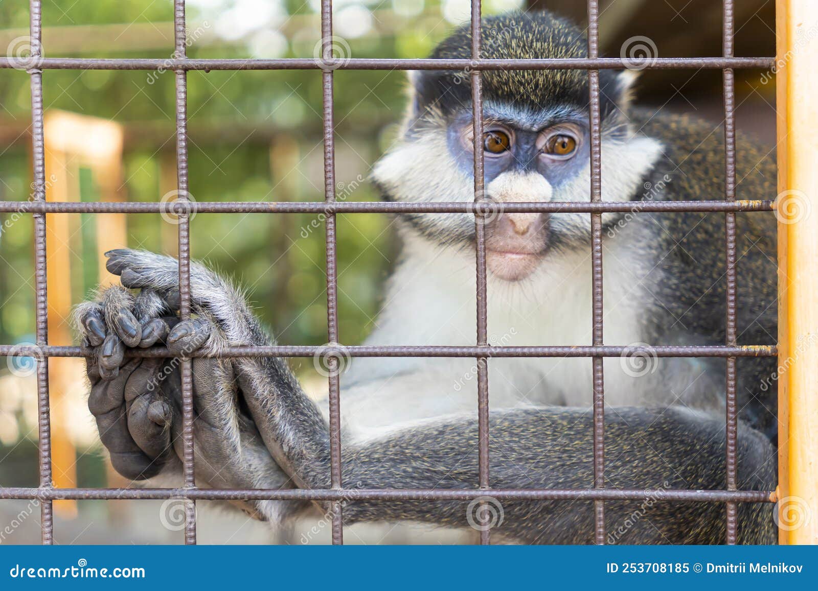 Portrait of a Sad Monkey in Cage Stock Image - Image of mournful ...