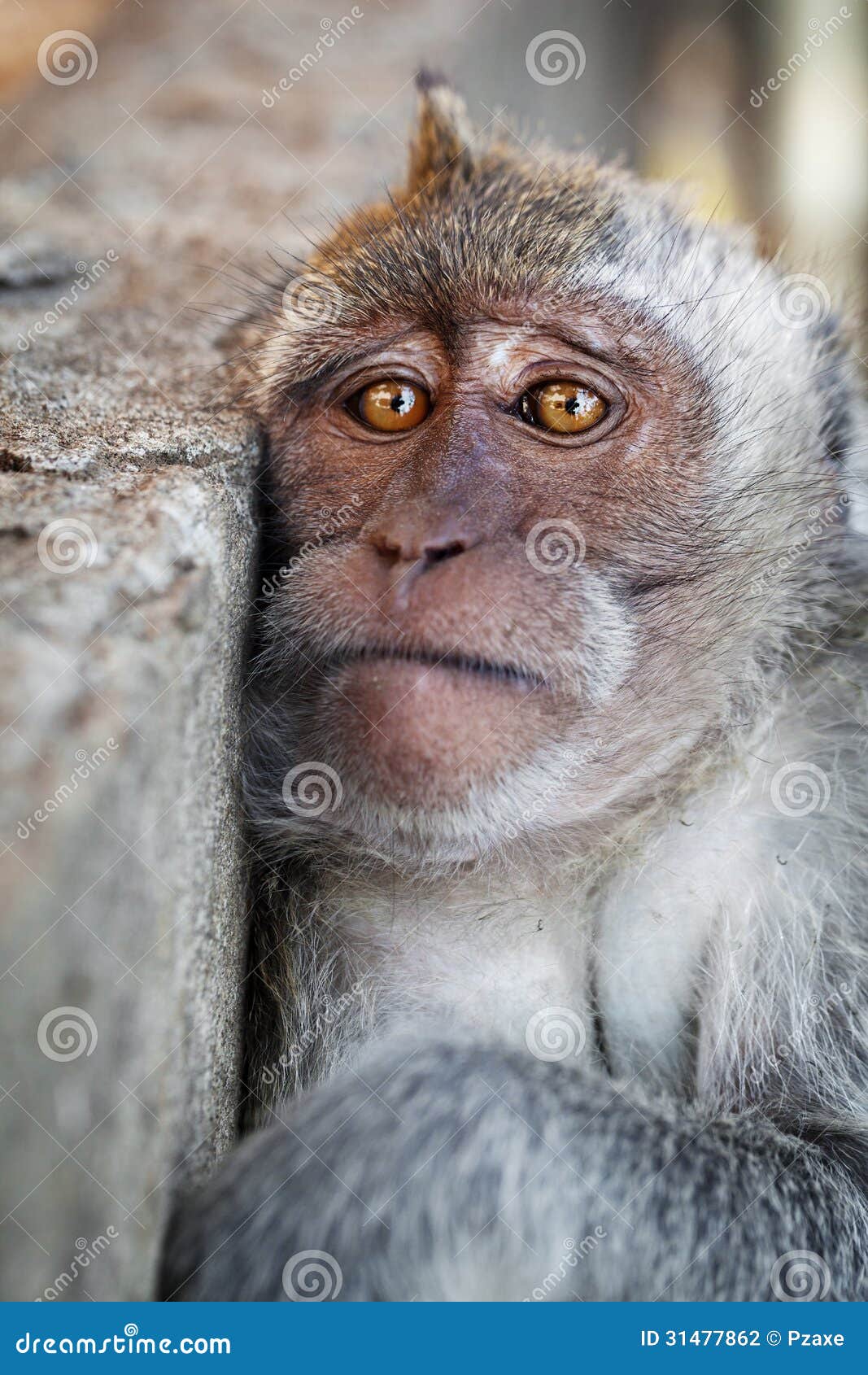 Portrait of a sad monkey stock photo. Image of fauna - 31477862