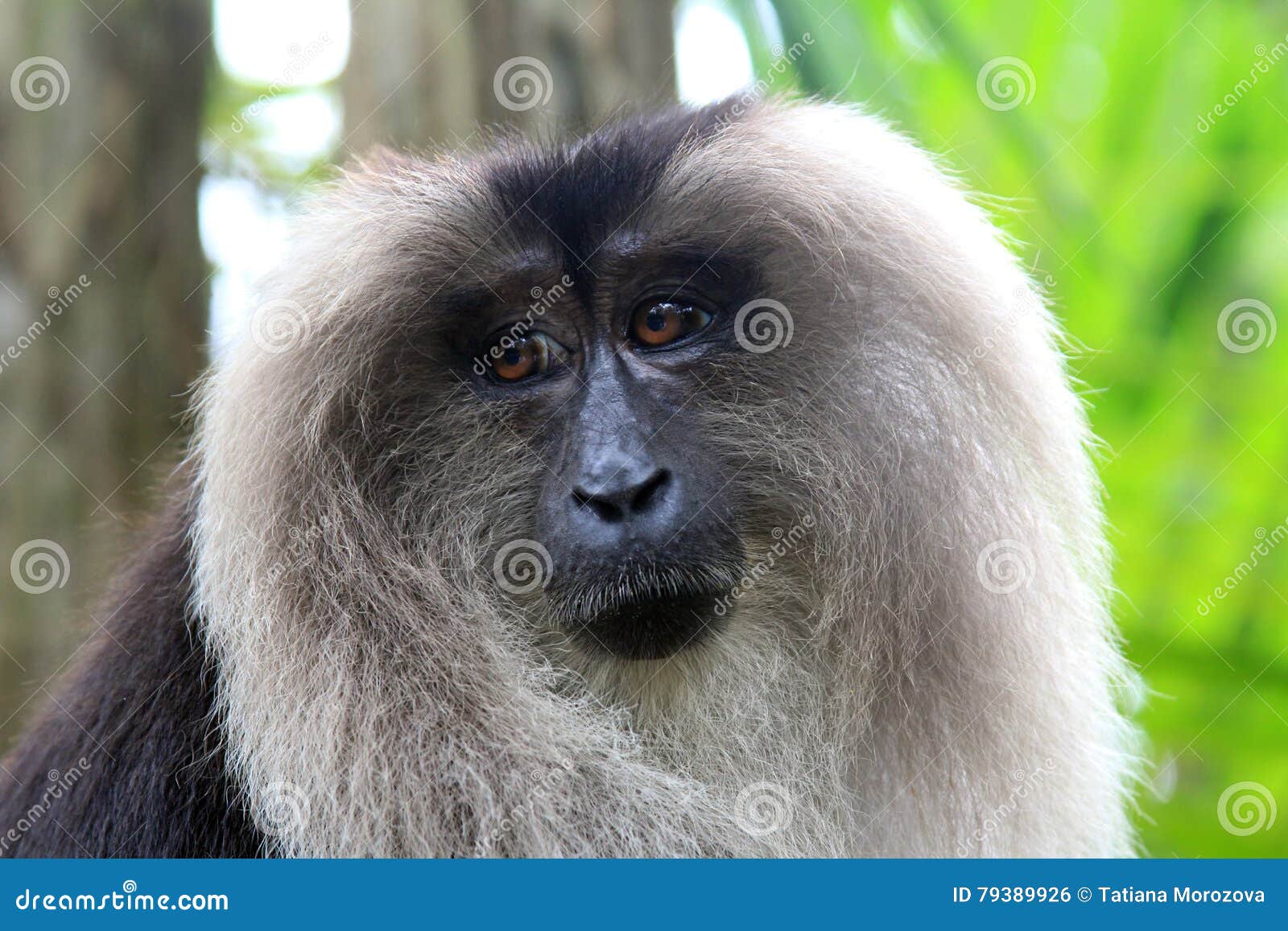 Portrait of the sad monkey stock photo. Image of area - 79389926