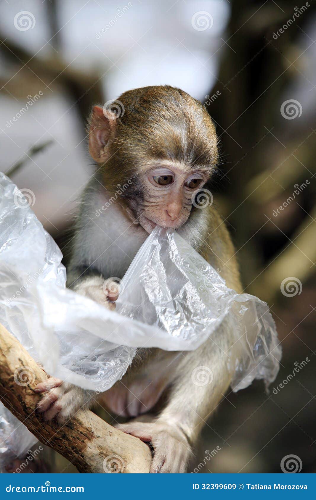 Portrait of the sad monkey stock image. Image of child - 32399609