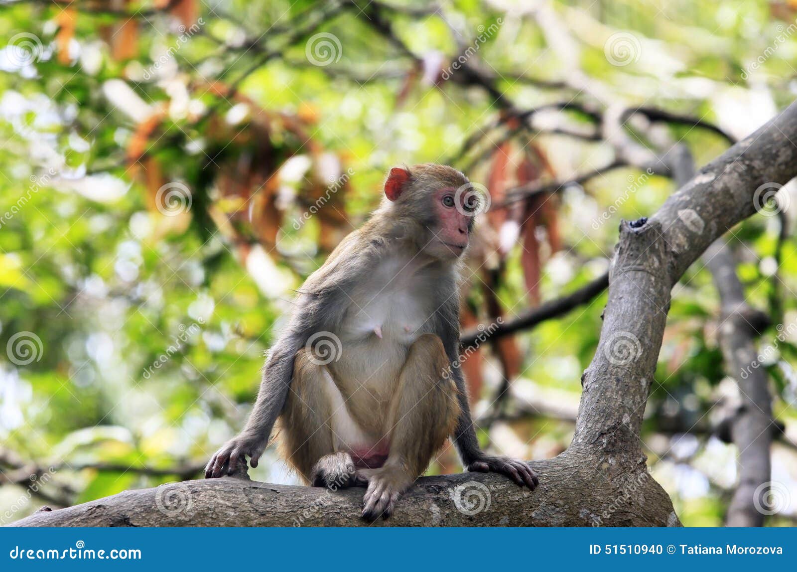 Portrait of the Sad Monkey. Stock Photo - Image of monkey, grimace ...