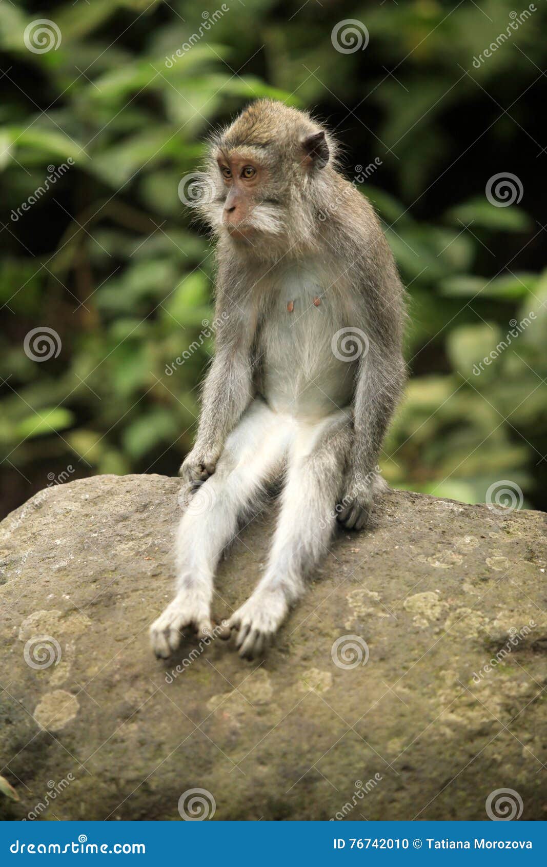 Portrait of the sad monkey stock photo. Image of bali - 76742010