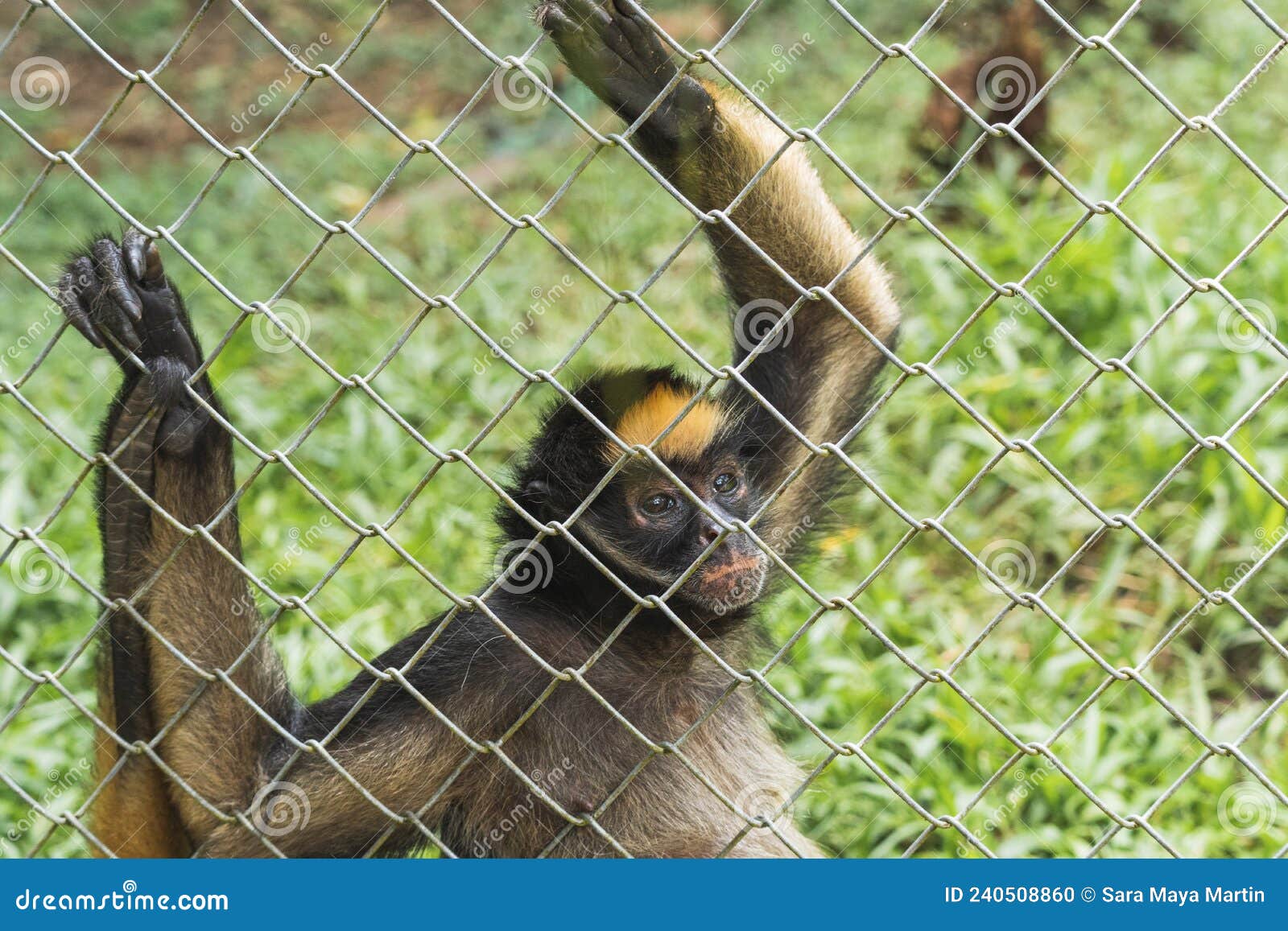 Monkey Peeking through Its Cage Stock Photo - Image of mammal, portrait ...