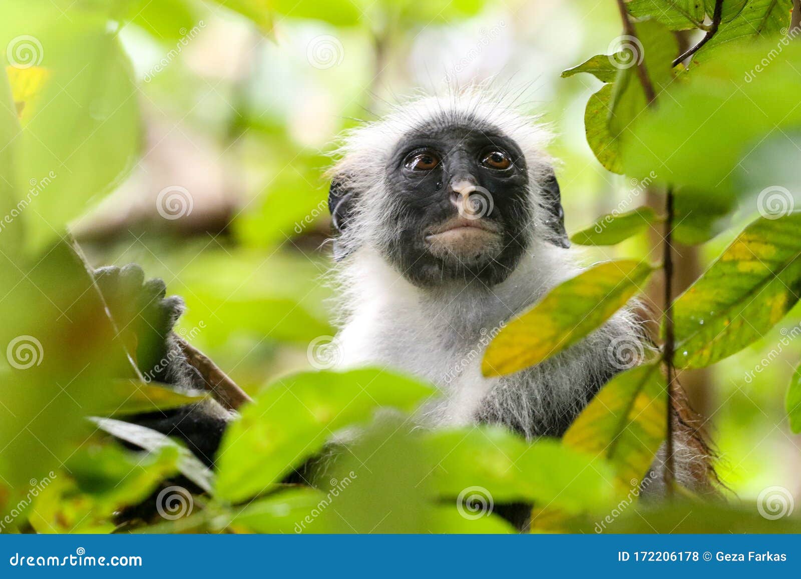 Portrait of Sad Red Colobus Monkey Zanzibar Stock Photo - Image of ... Portrait of Sad Red Colobus Monkey Zanzibar Stock Photo - Image of ...