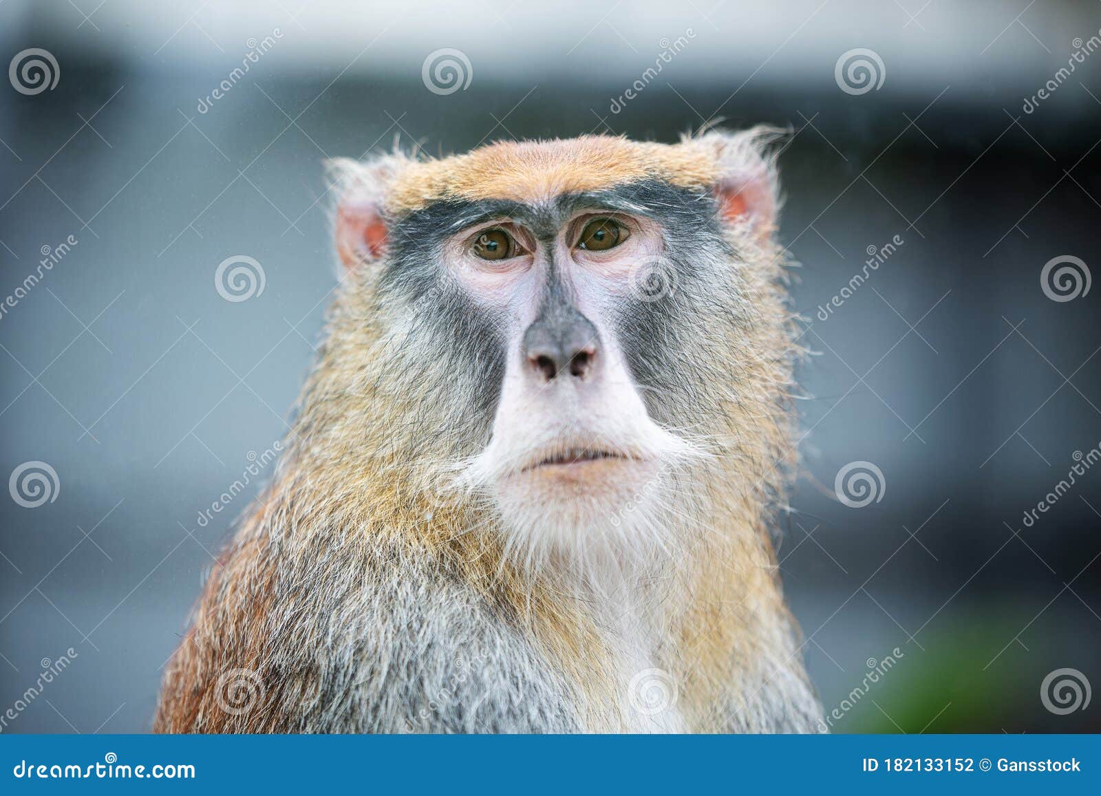Portrait of a Sad Red Monkey on a Blurry Background Stock Photo - Image ...
