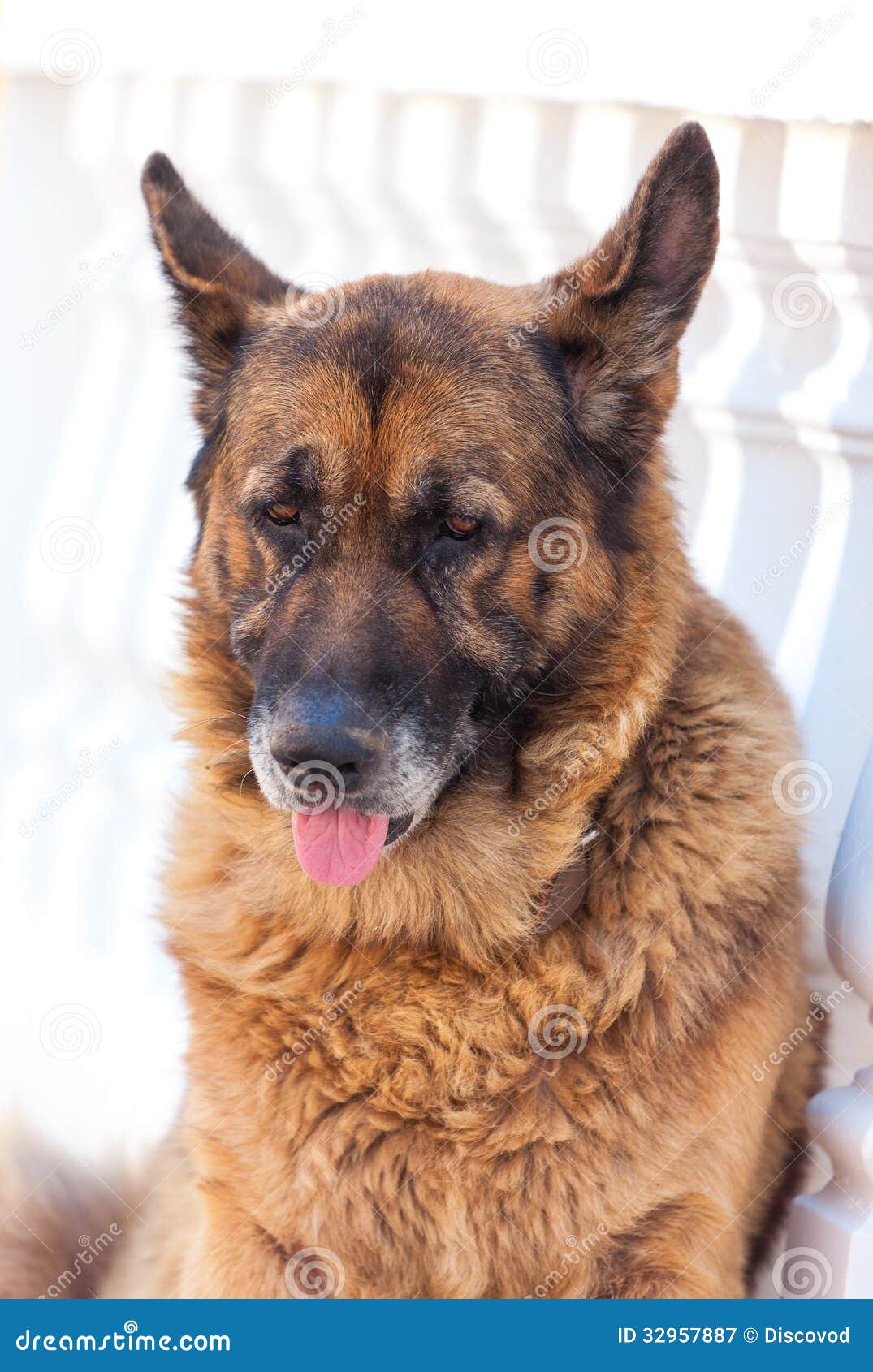 Portrait of Sad Shepherd Dog Stock Image - Image of portrait, animal ...