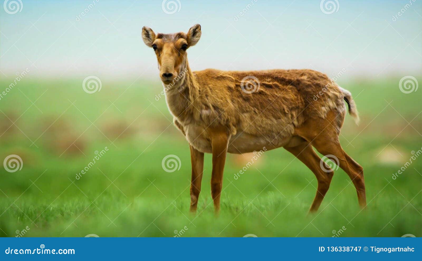 Portrait of a Saiga Antelope Stock Image - Image of antlers ...
