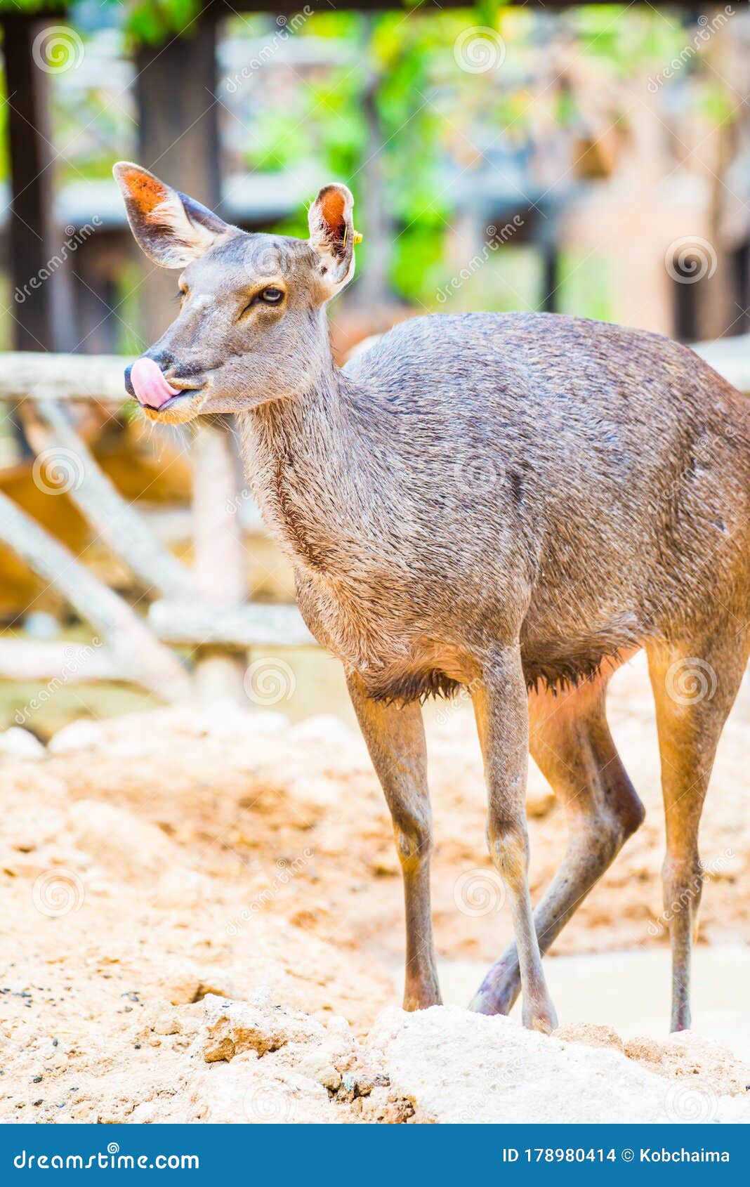 Portrait of Samba Deer stock photo. Image of animal - 178980414