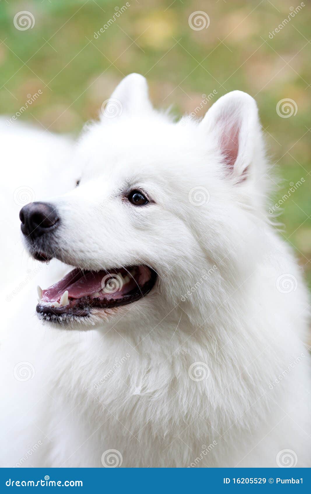 Portrait of Samoyed dog stock image. Image of samoyed - 16205529