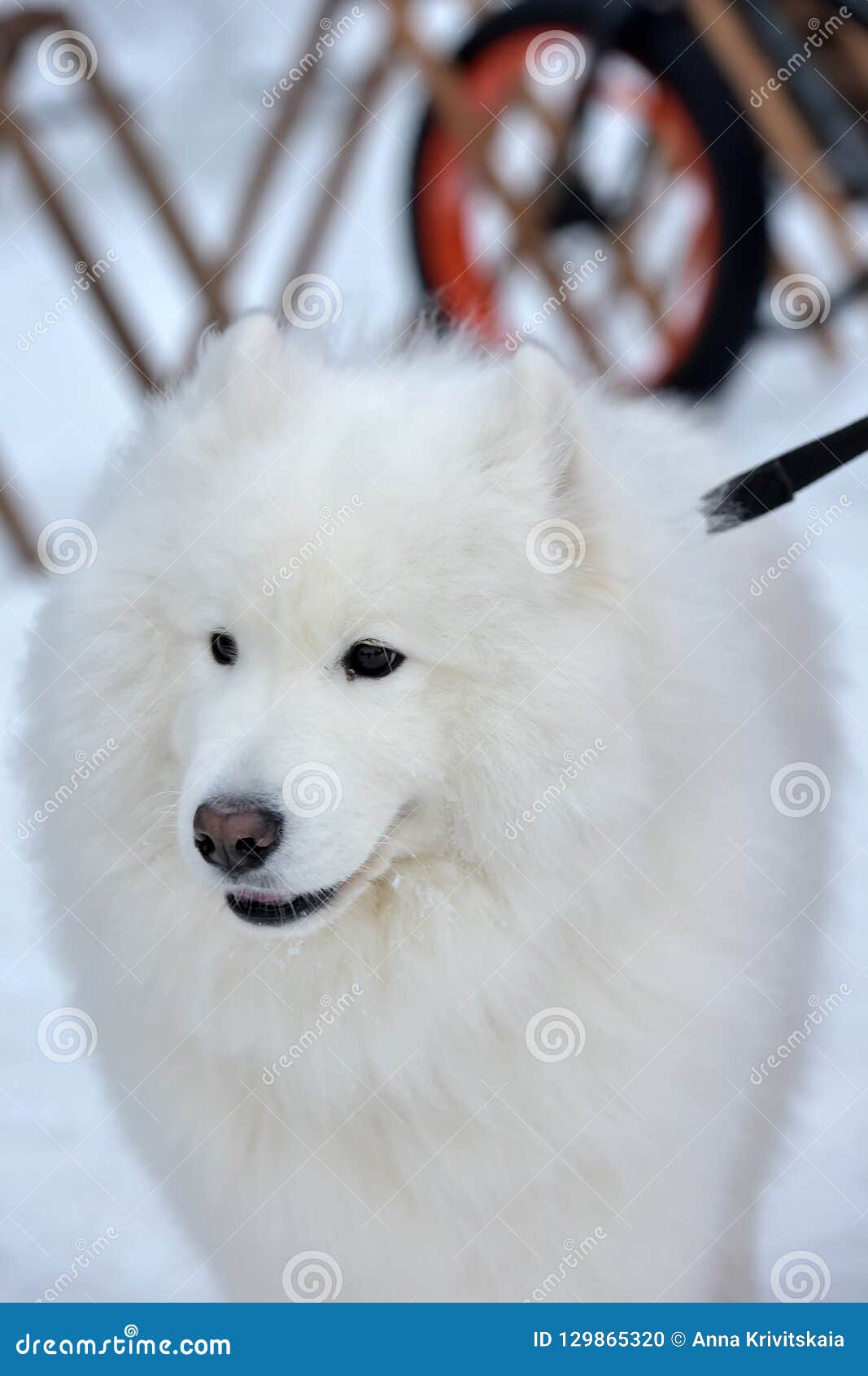 Portrait of a samoyed stock photo. Image of furry, amazing - 129865320