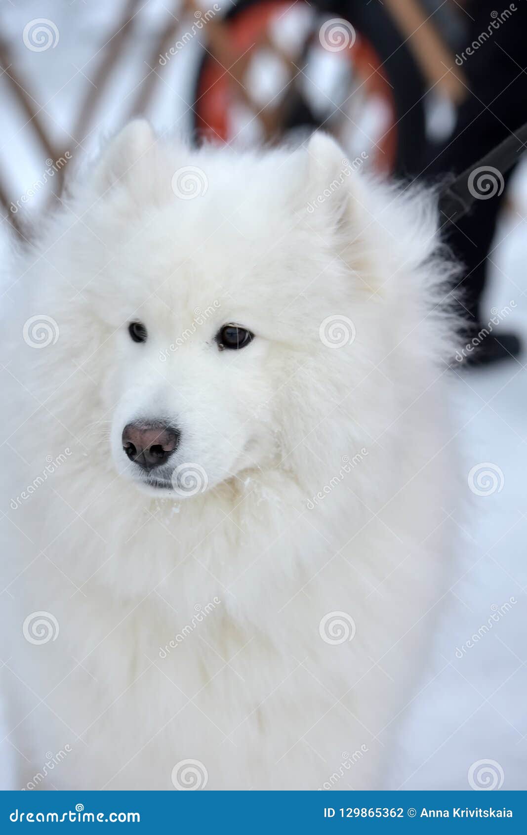 Portrait of a samoyed stock photo. Image of cute, furry - 129865362