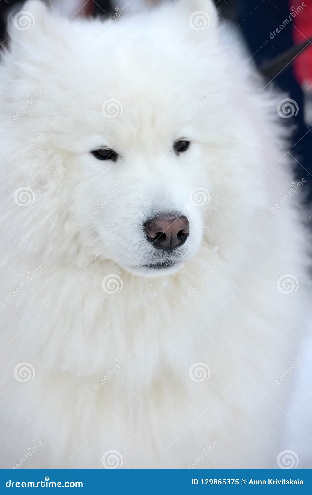 Portrait of a samoyed stock image. Image of friend, animal - 129865375