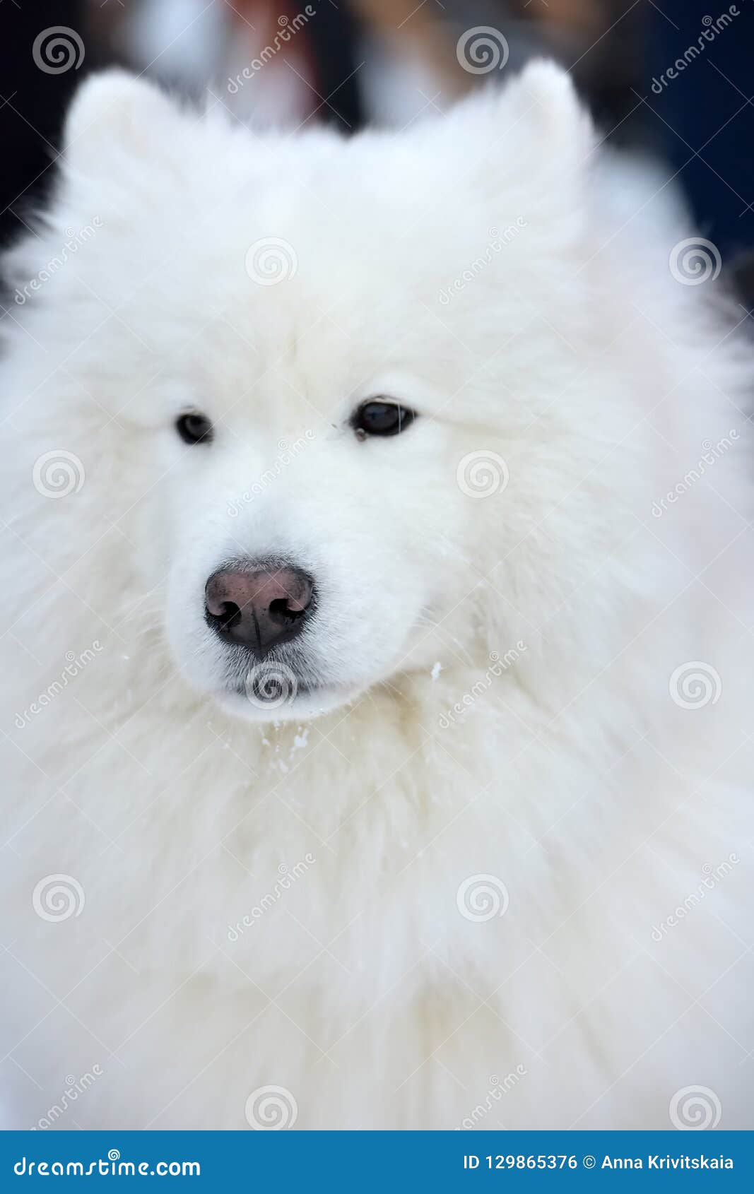 Portrait of a samoyed stock photo. Image of breed, head - 129865376