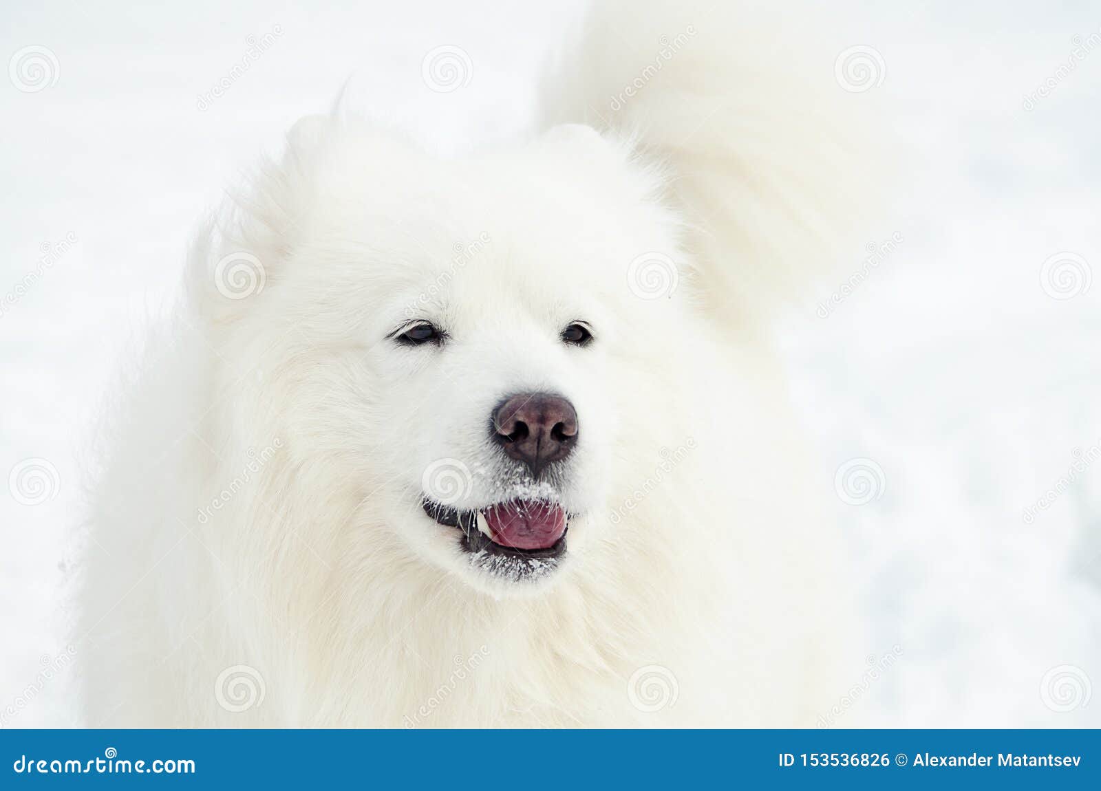 Portrait of Samoyed in Winter Stock Photo - Image of face, muzzle ...