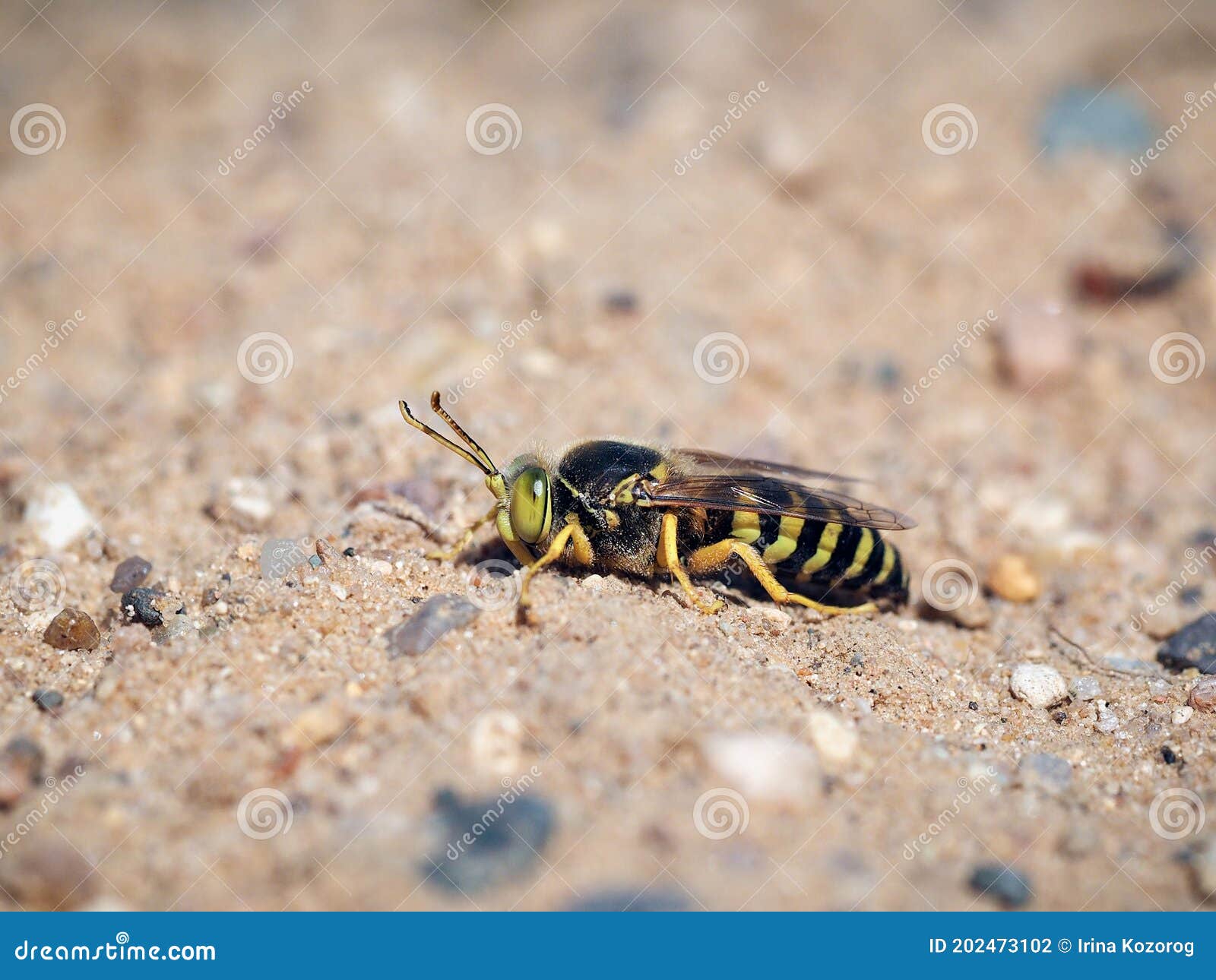 Portrait of a sand wasp stock photo. Image of predator - 202473102