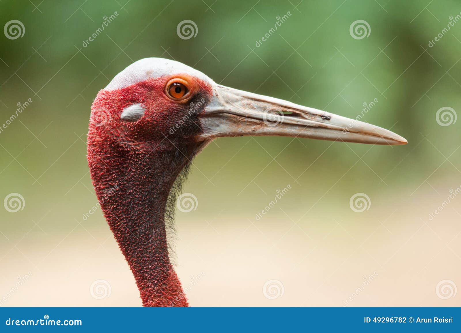 Portrait of a Sarus Crane stock photo. Image of green - 49296782