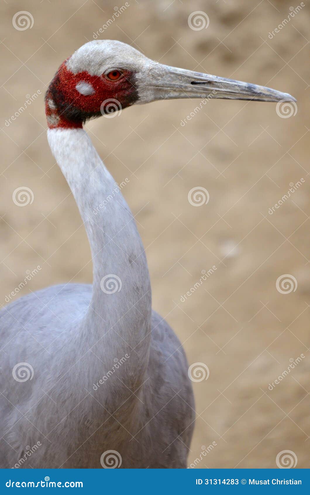 Portrait sarus crane stock image. Image of closeup, beak - 31314283