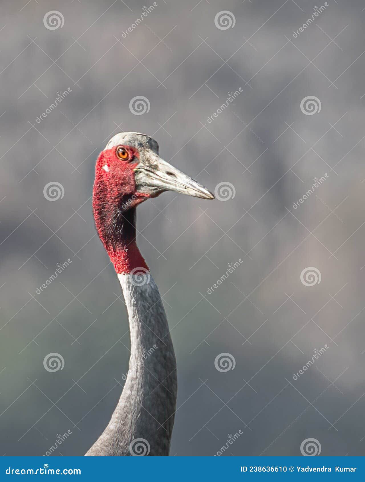 Portrait of Sarus Crane stock photo. Image of bill, fauna - 238636610