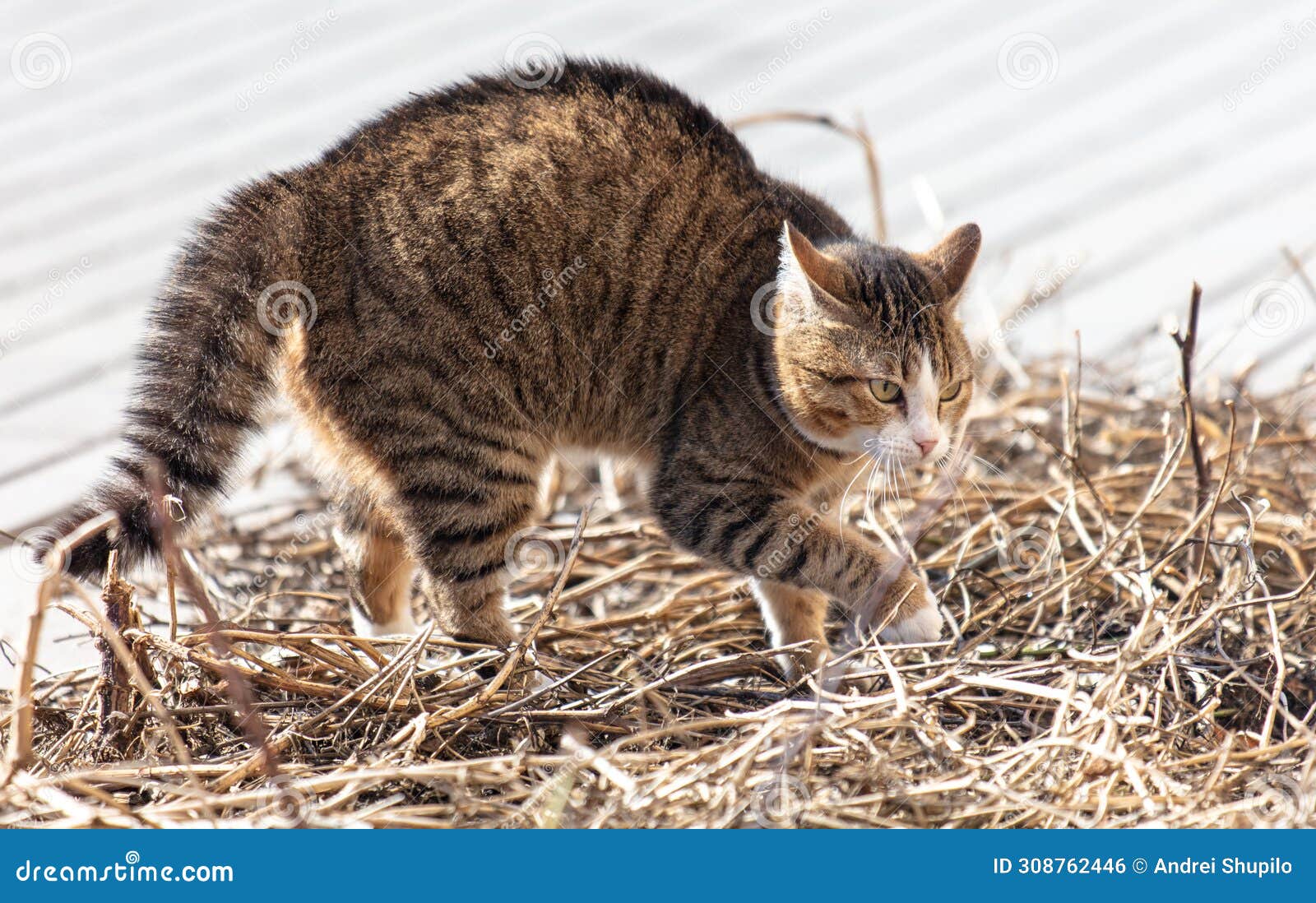 Portrait of a scared cat stock photo. Image of skeptic - 308762446