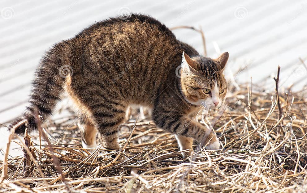 Portrait of a scared cat stock photo. Image of skeptic - 308762446