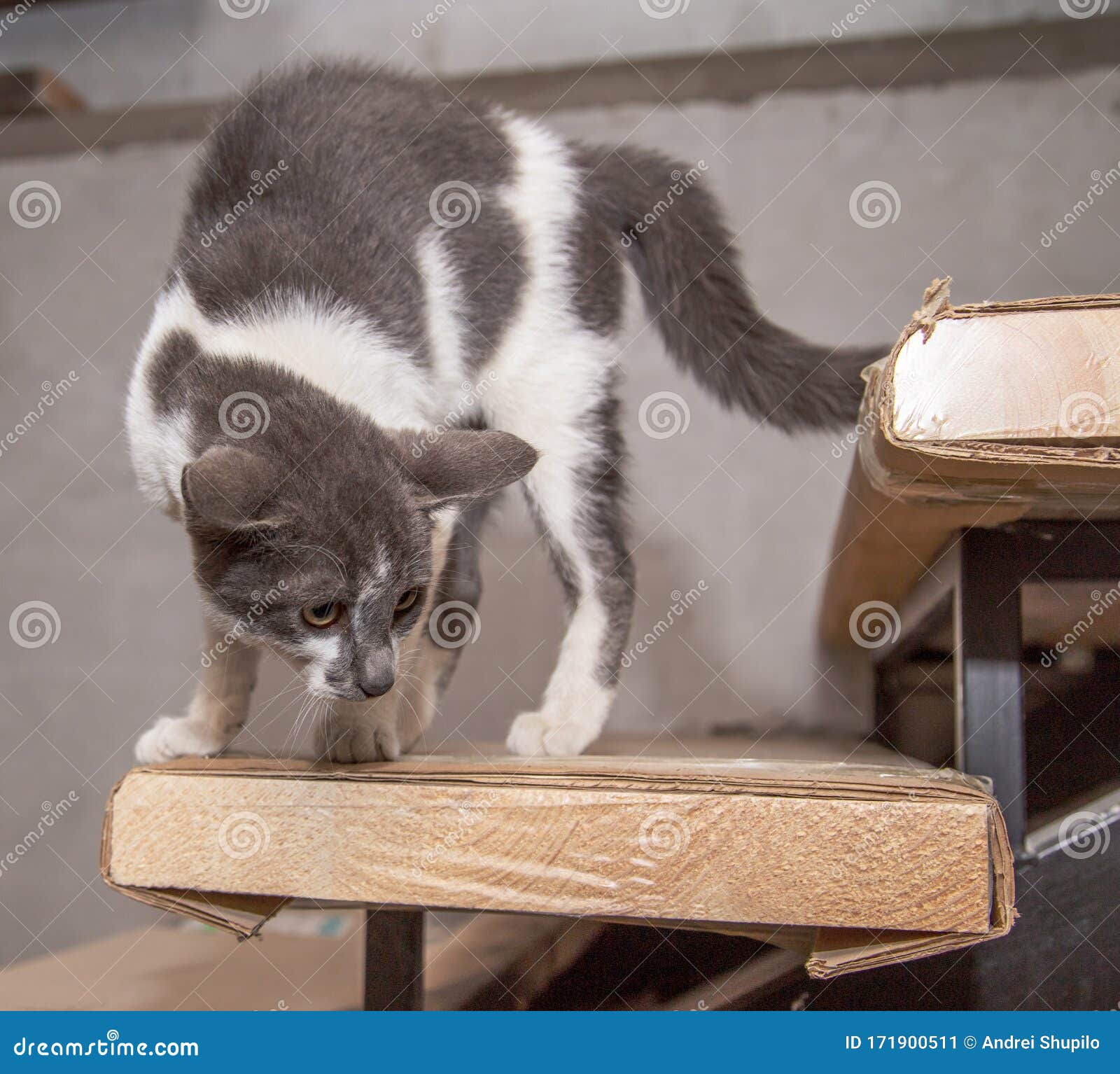 Portrait of a Scared Cat in the House Stock Image - Image of background ...
